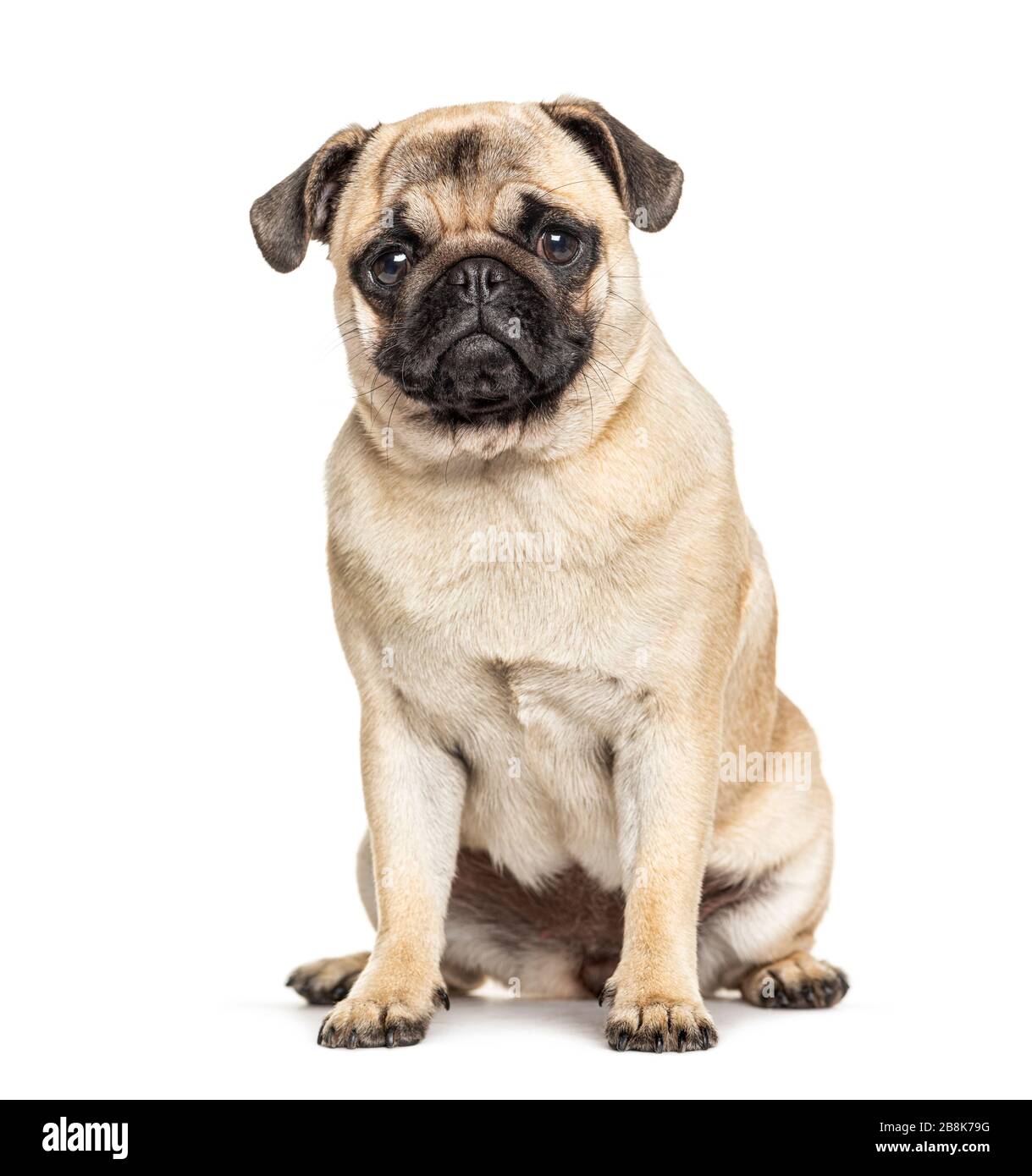 Sitting Pug, isolated on white Stock Photo - Alamy
