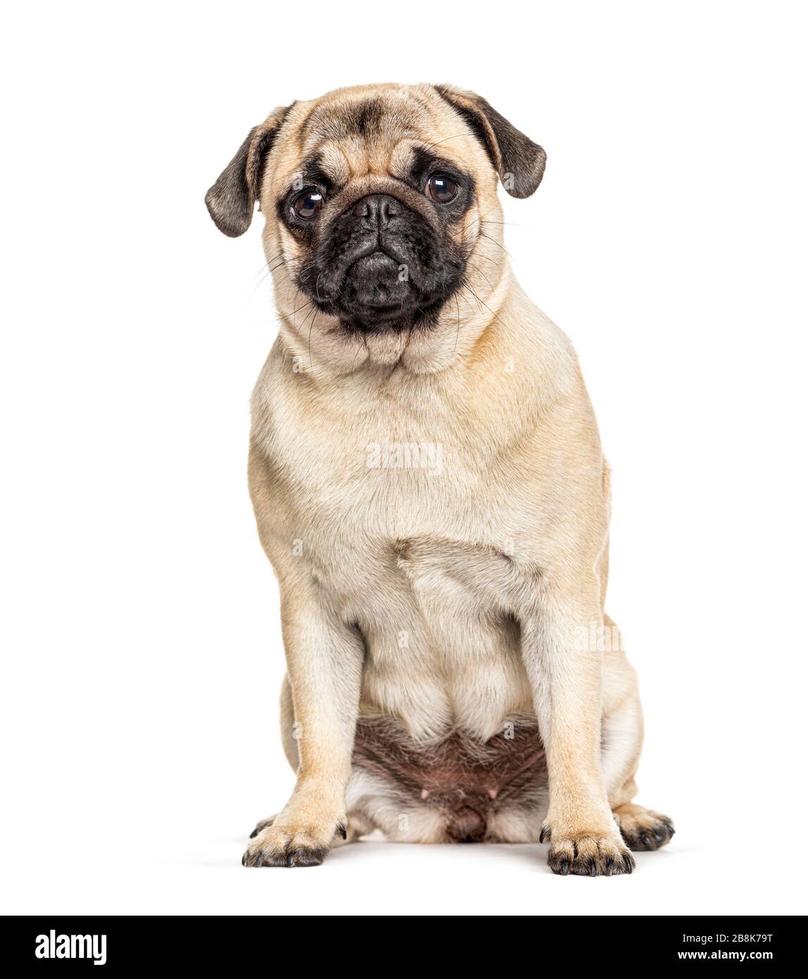 Sitting Pug, isolated on white Stock Photo - Alamy