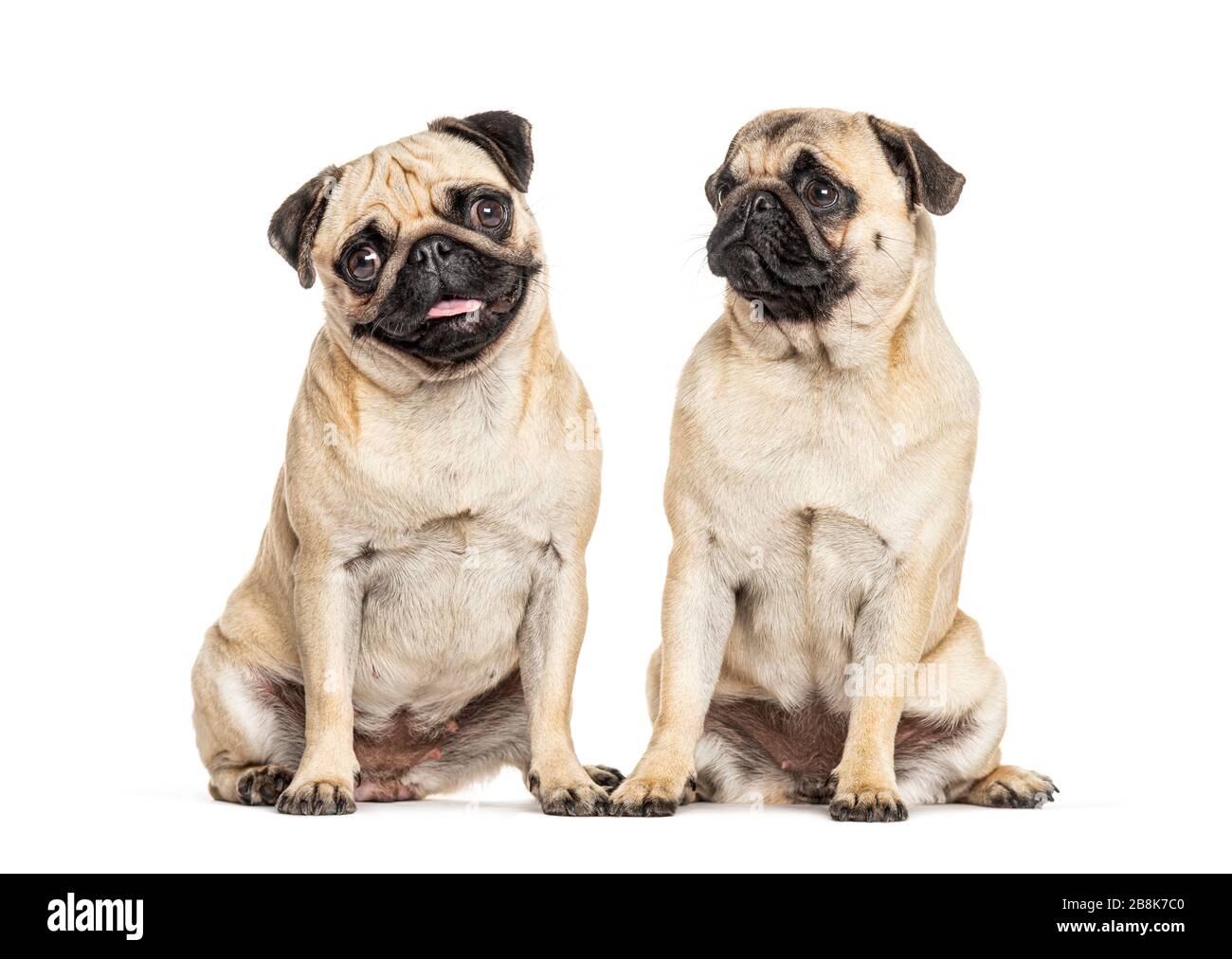 Two Pugs sitting together, dog, isolated on white Stock Photo - Alamy
