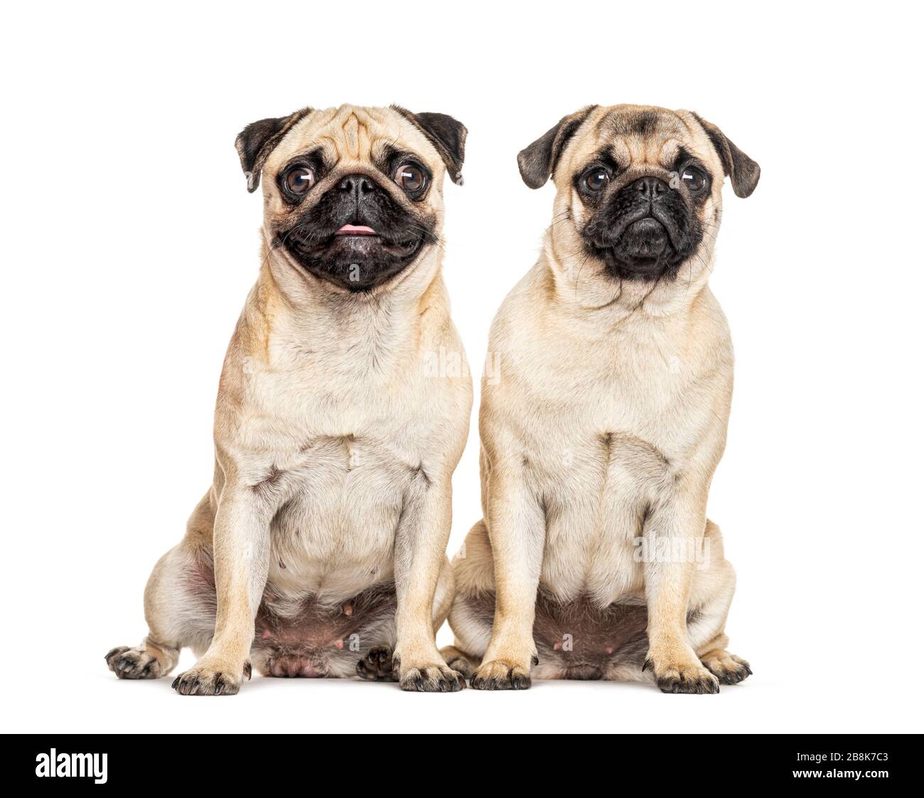 Two Pugs sitting together, dog, isolated on white Stock Photo - Alamy
