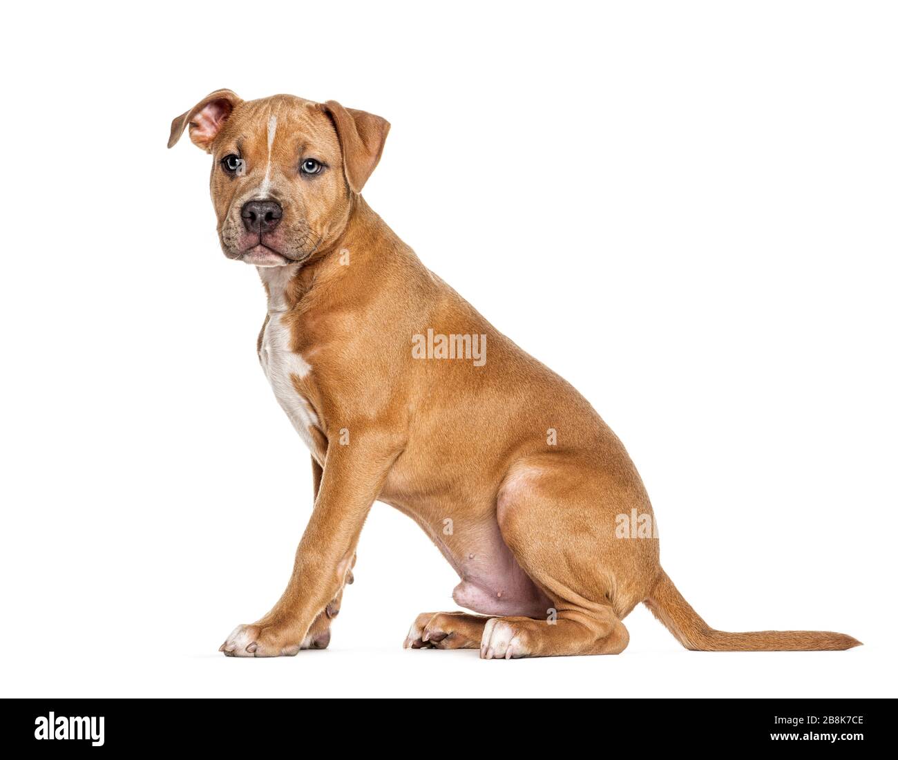 Side view of a sitting Young American Staff, isolated on white Stock ...