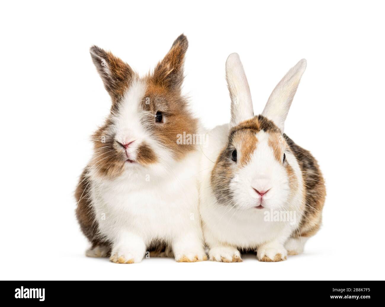 Two Rabbits sitting together, isolated on white Stock Photo - Alamy