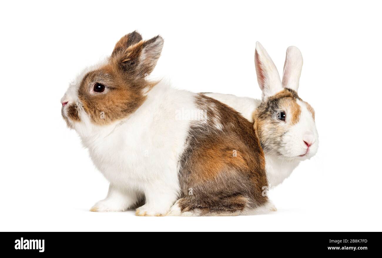 Rabbits sitting hi-res stock photography and images - Alamy