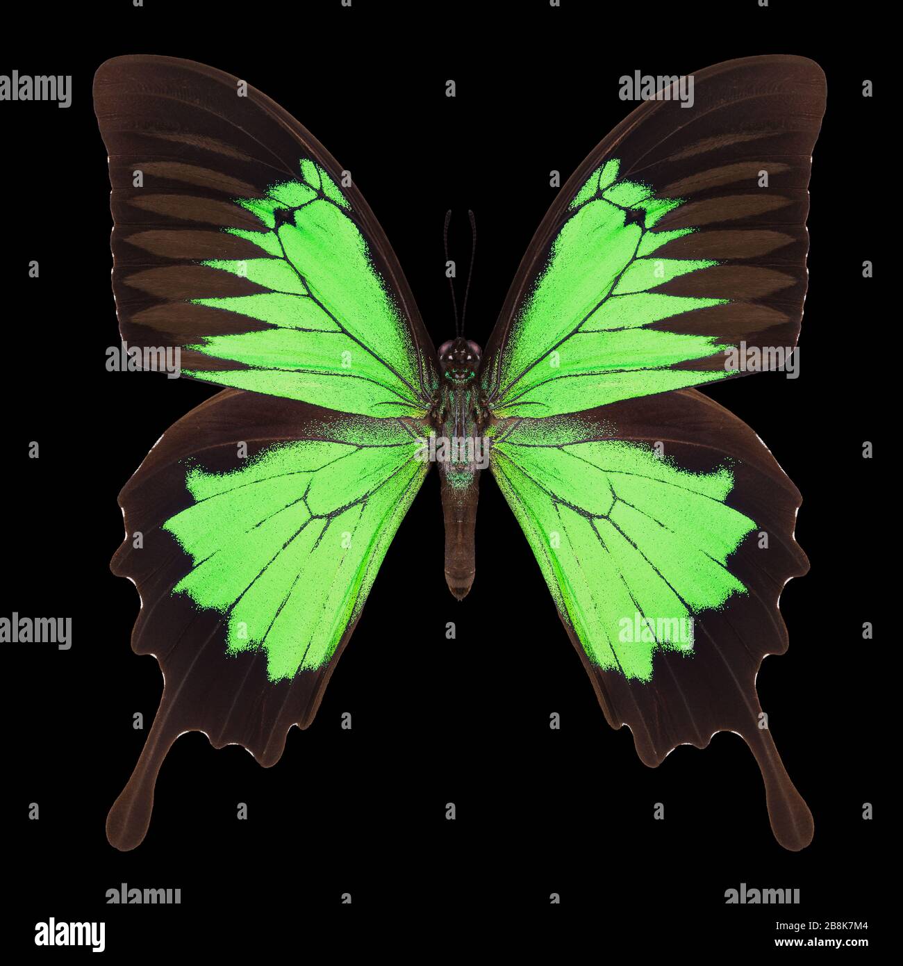 Green emperor butterfly isolated on a black background Stock Photo - Alamy