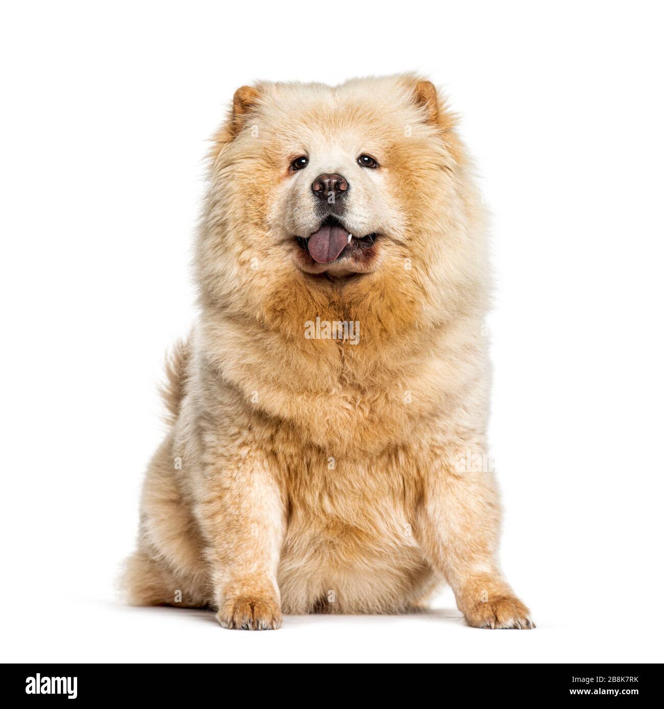 Panting Chow Chow showing its blue tongue, isolated on white Stock ...