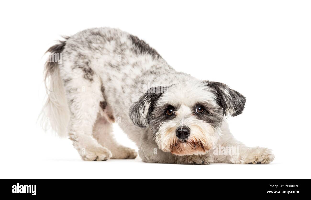 Black and white Crossbreed dog bowing, isolated on white Stock Photo ...