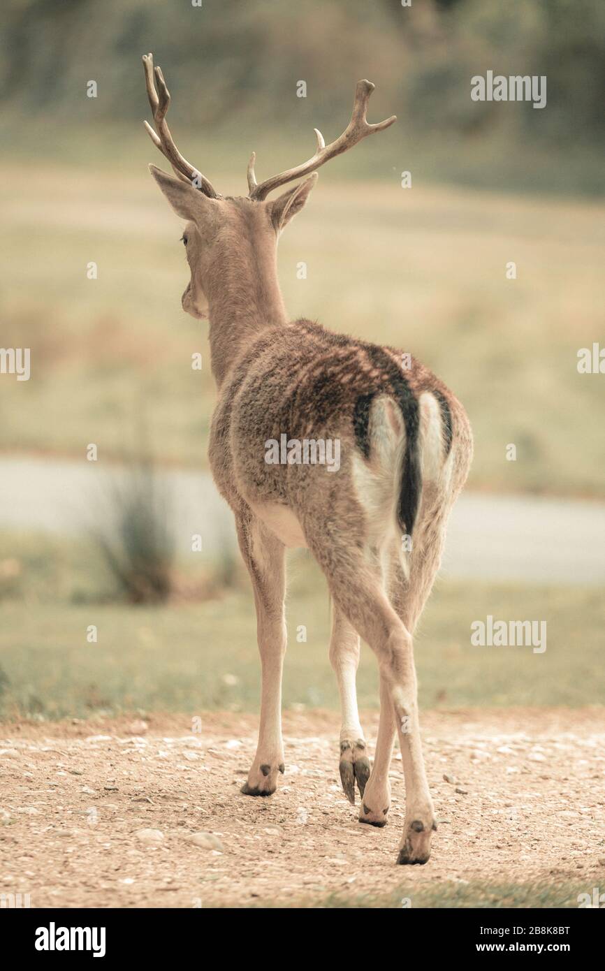 Visit richmond park london hi-res stock photography and images - Alamy
