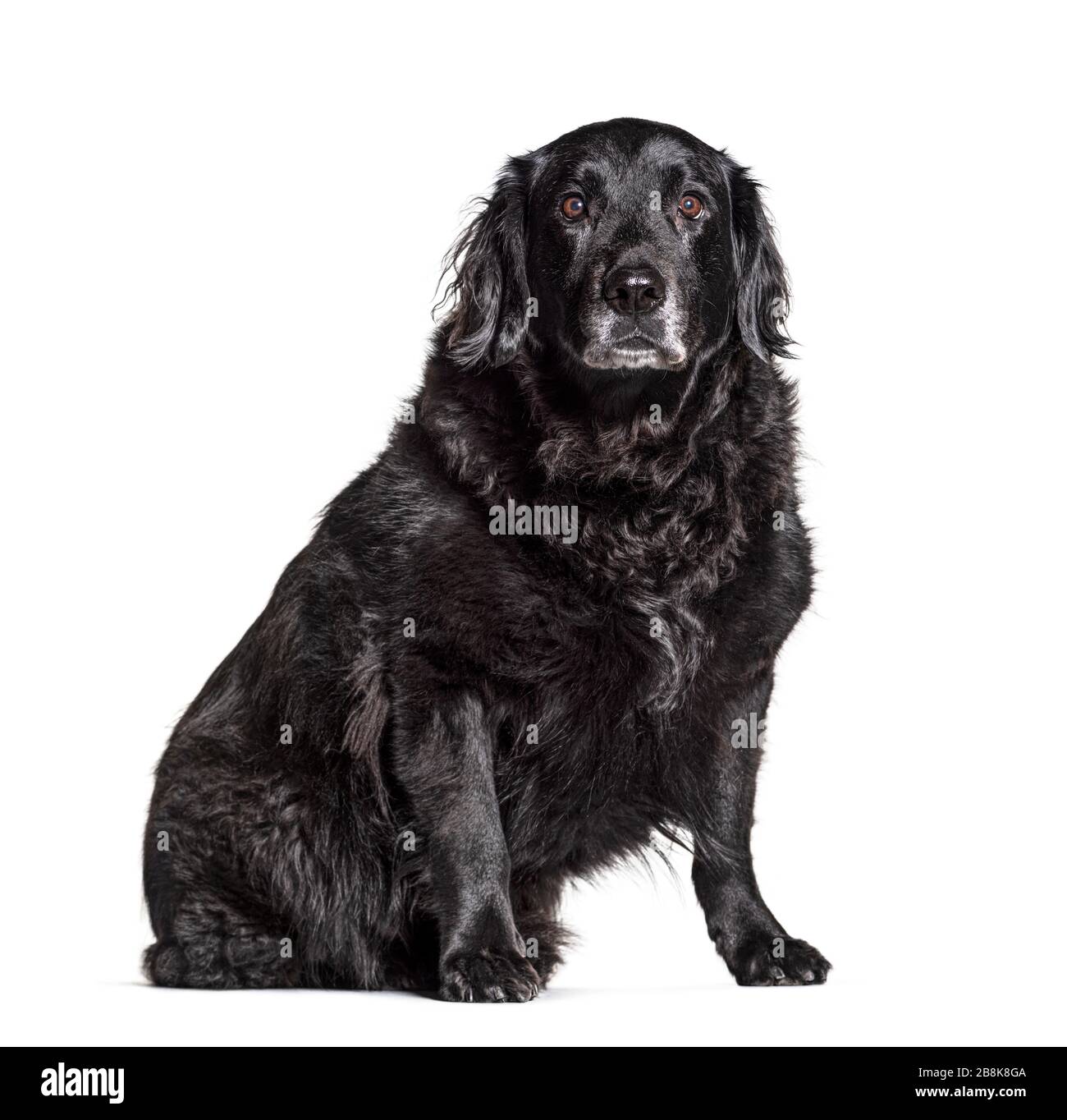 Old Crossbreed dog graying, isolated on white Stock Photo - Alamy