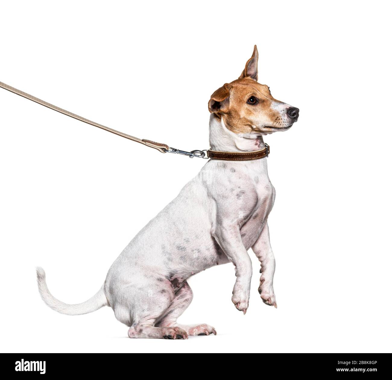 Training process with a Jack Russell Terrier on hind legs, isolated on ...