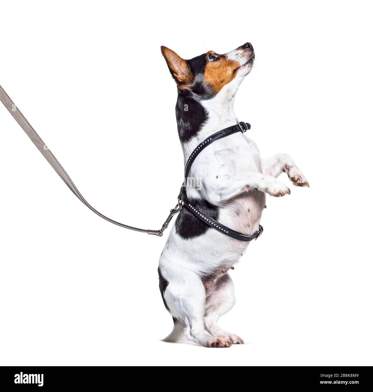 Learning process with a Jack Russell Terrier on hind legs, isolated on ...