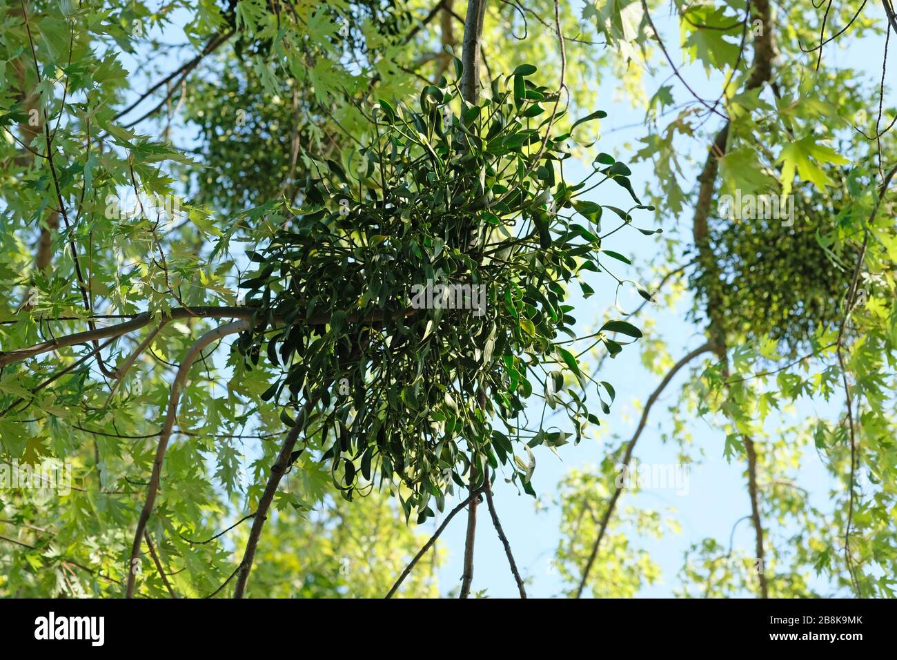 Defeat the tree mistletoe. Weed Half parasite has the shape of a ball ...