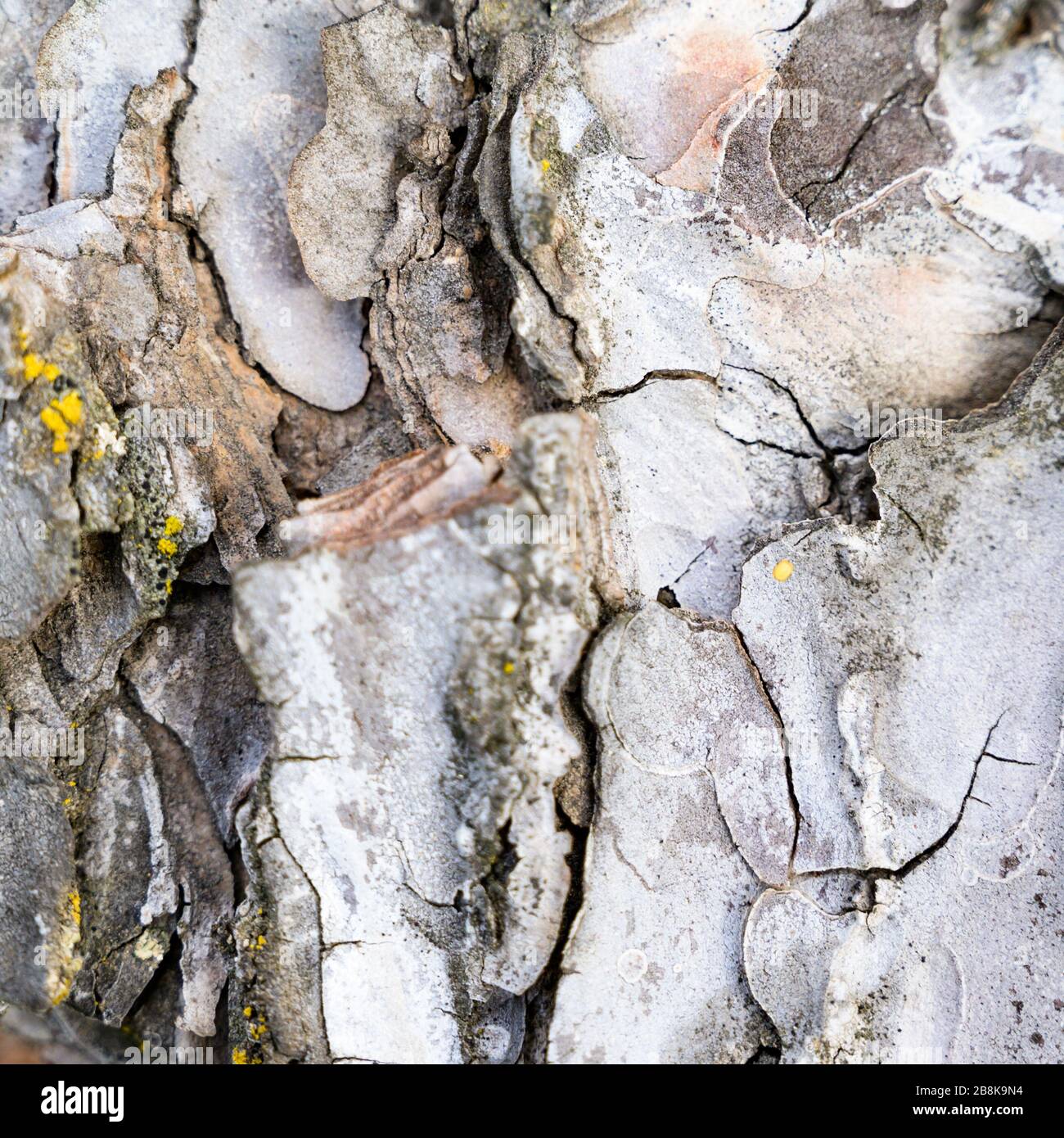 Texture of a tree trunk Stock Photo - Alamy
