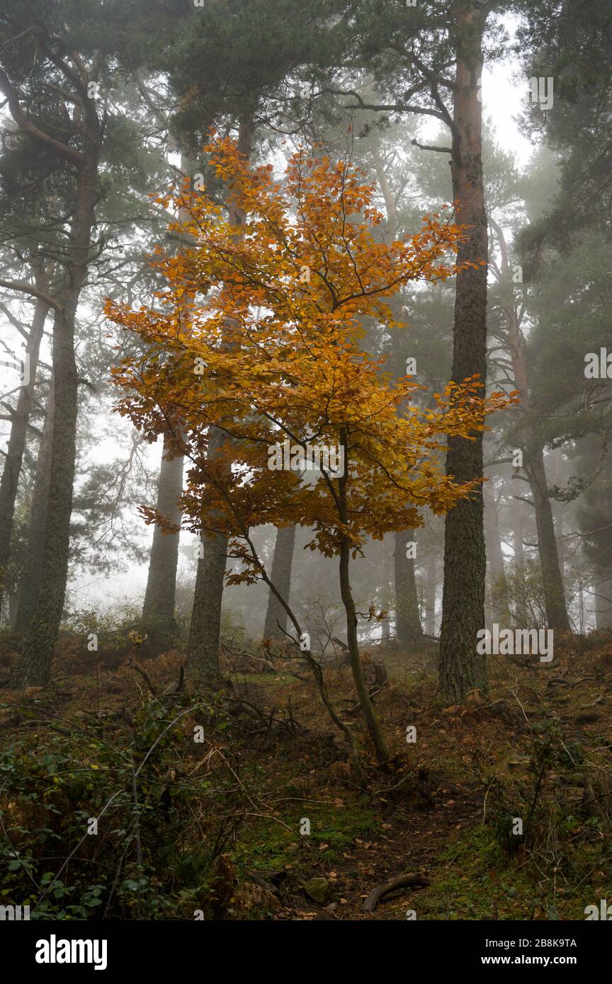 Beautiful trees spring hi-res stock photography and images - Alamy