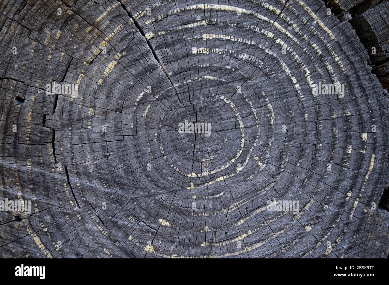 Texture of old woods of pine trees with circular effect Stock Photo - Alamy