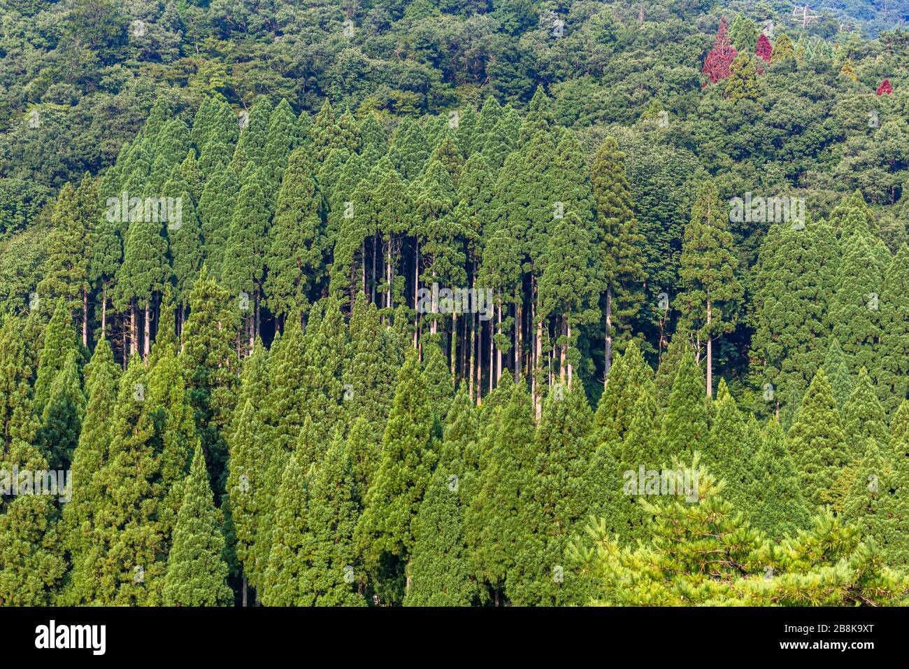 Summer view of green forest with tall trees. Fukui Prefecture, Japan ...