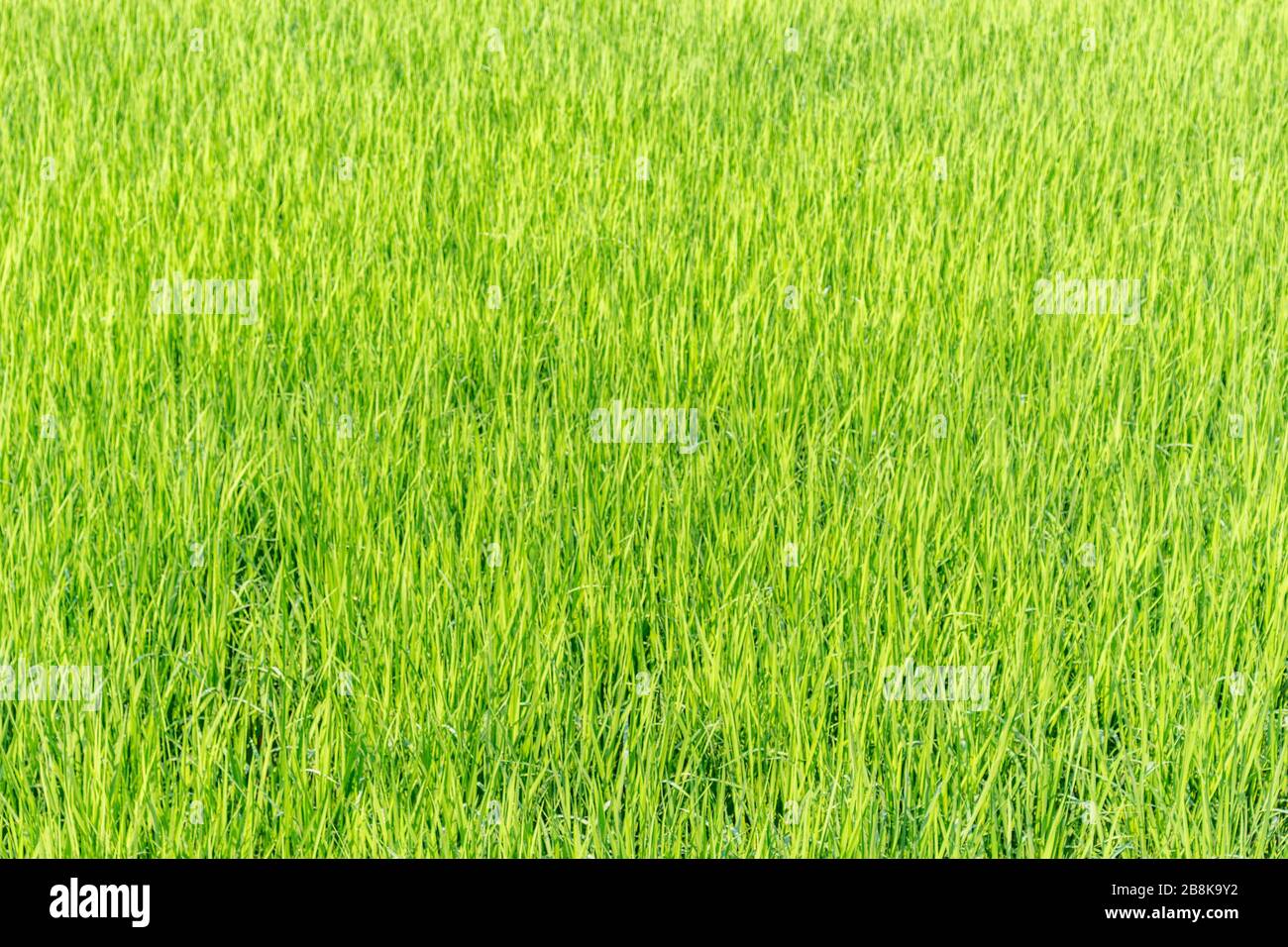 Summer view of countryside rice paddy field, ready for harvesting ...