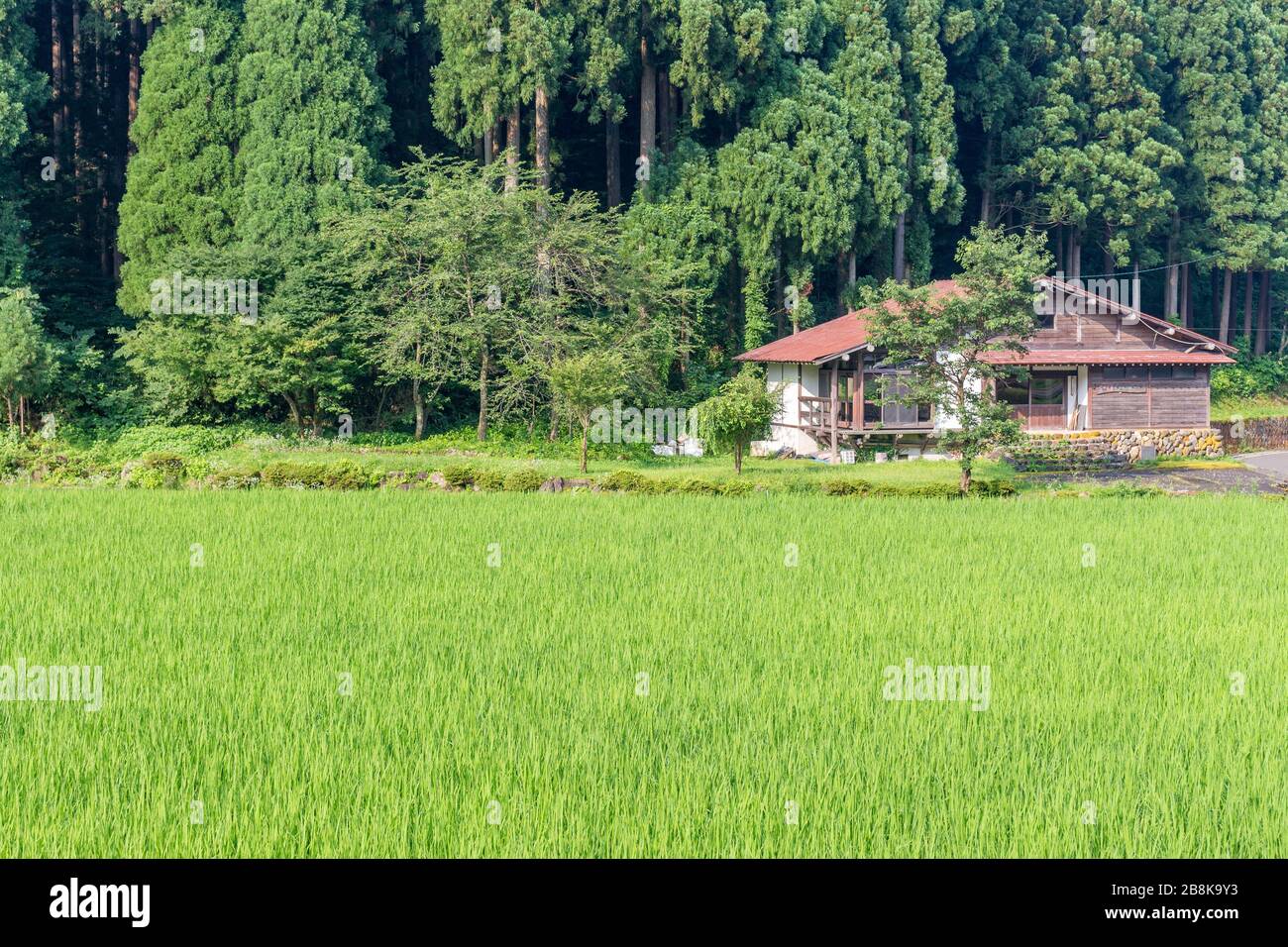Summer view of countryside rice paddy field, ready for harvesting ...