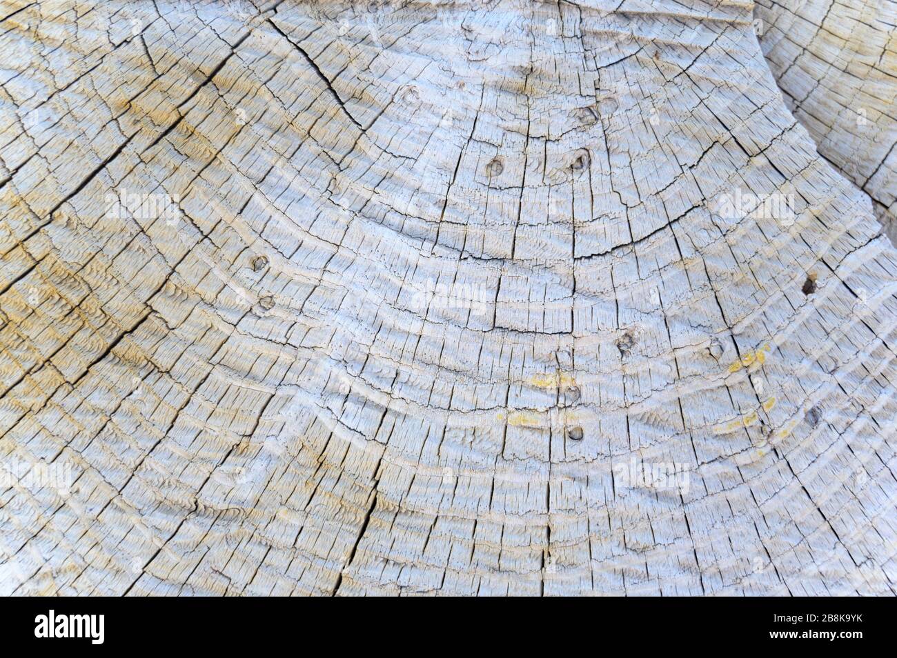 Texture of old woods of pine trees with circular effect Stock Photo - Alamy