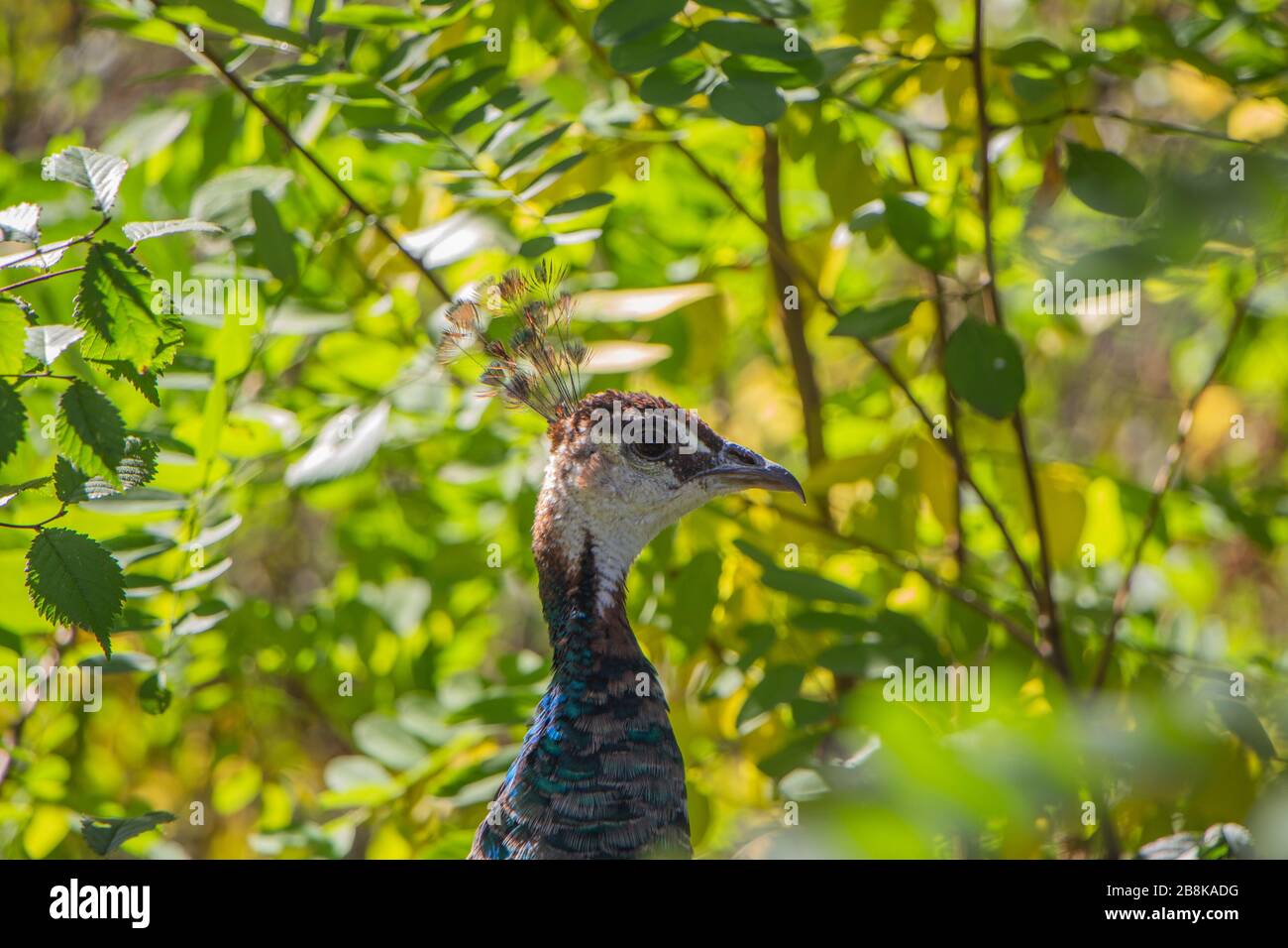 Peacock in nature with green background Stock Photo - Alamy