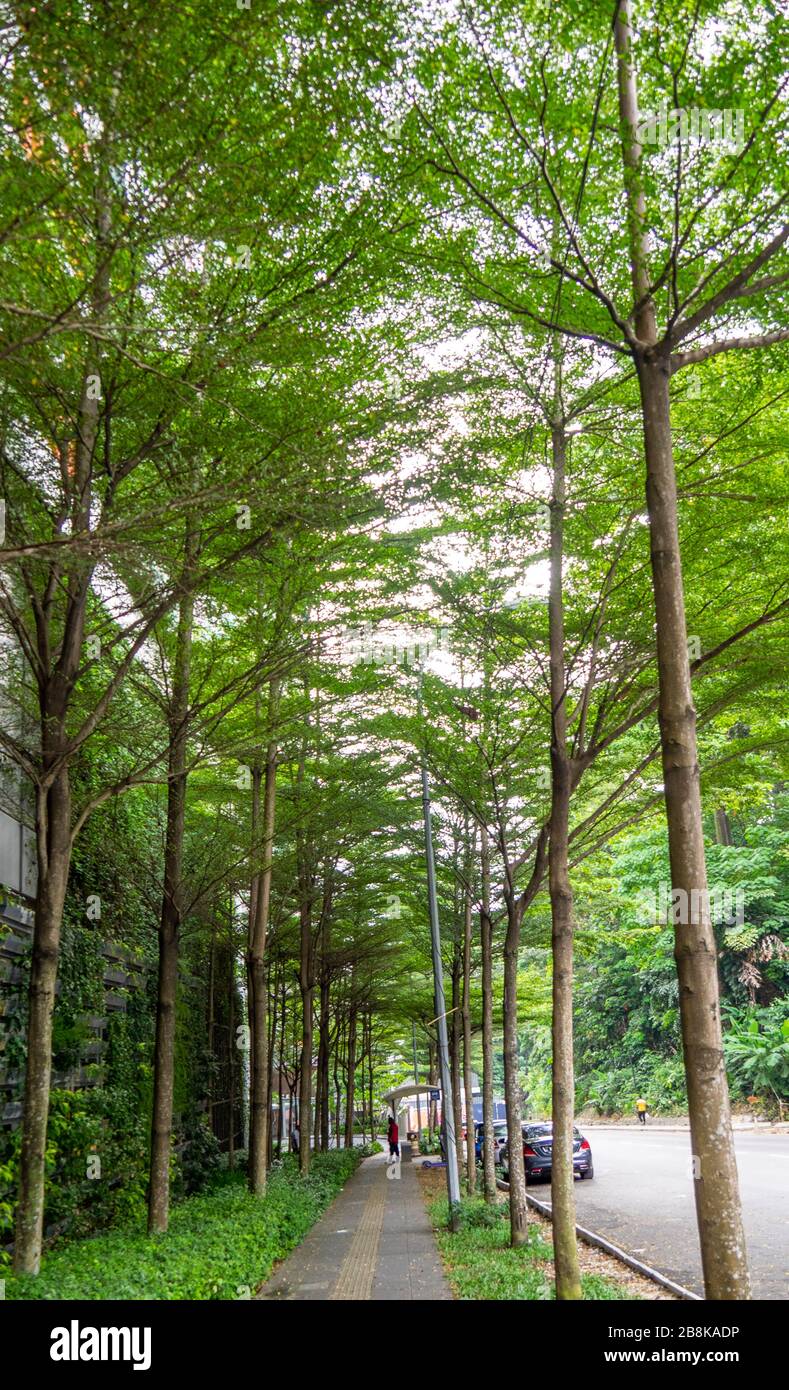 Tree lined street Jalan Ceylon and pavement with tactile paving in ...