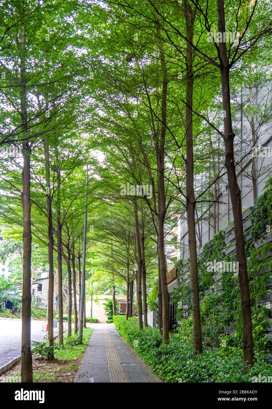Tree lined street Jalan Ceylon and pavement with tactile paving in ...