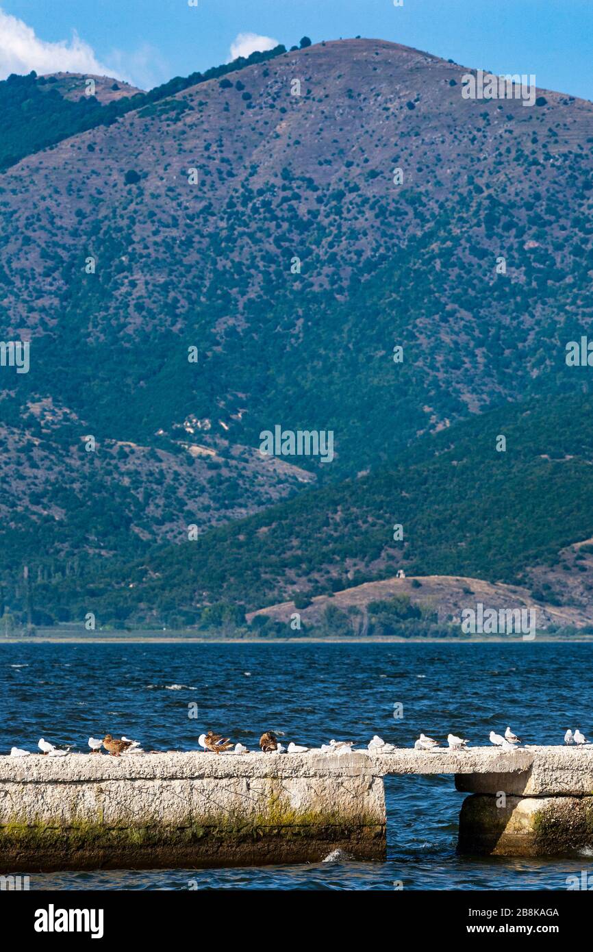 Clustered birds hi-res stock photography and images - Alamy