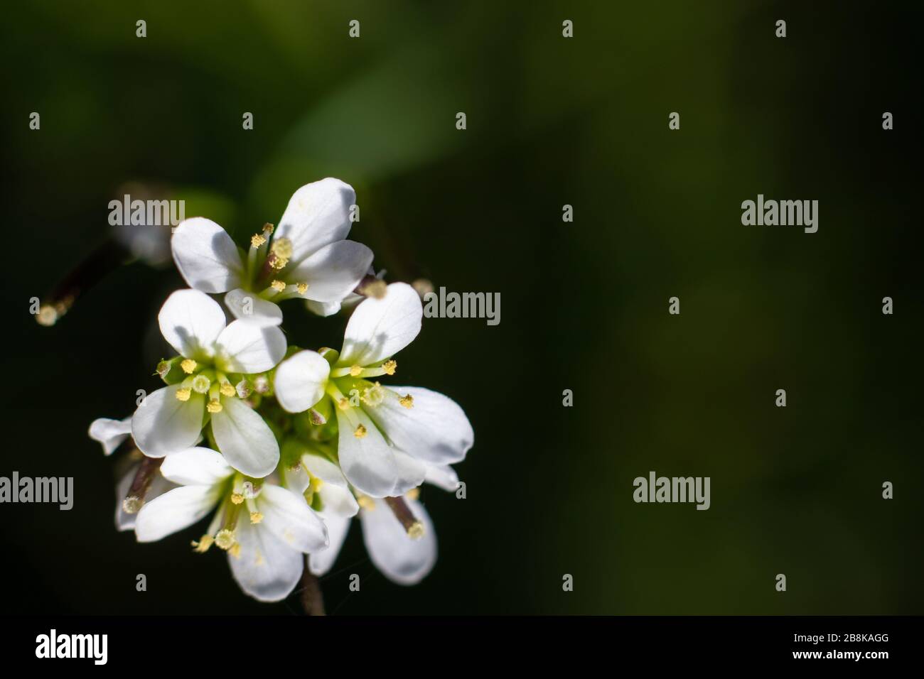 Flower ants hi-res stock photography and images - Alamy