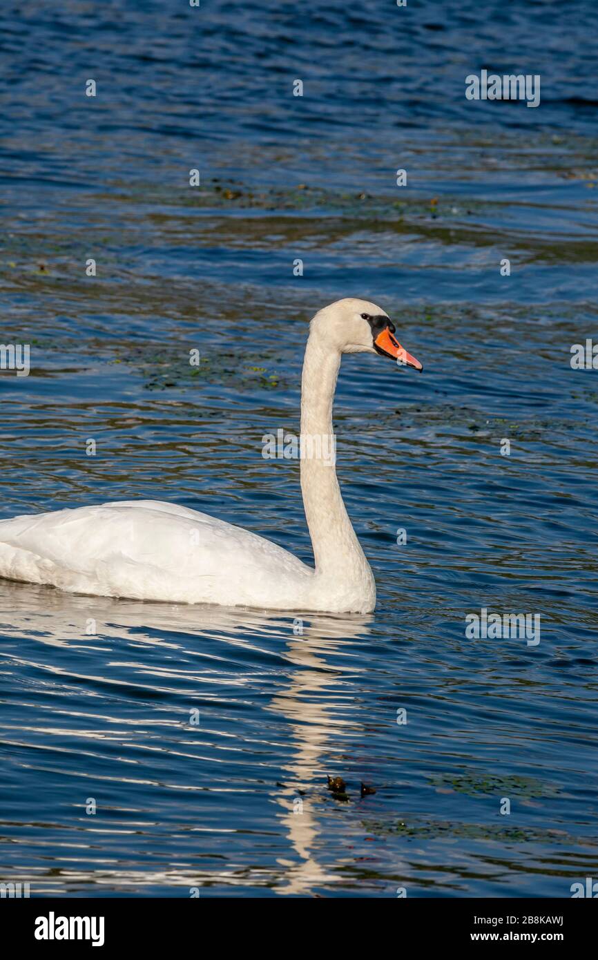 A swan swimming in the Kastoria lake or Orestiada, Greece, Balkans ...
