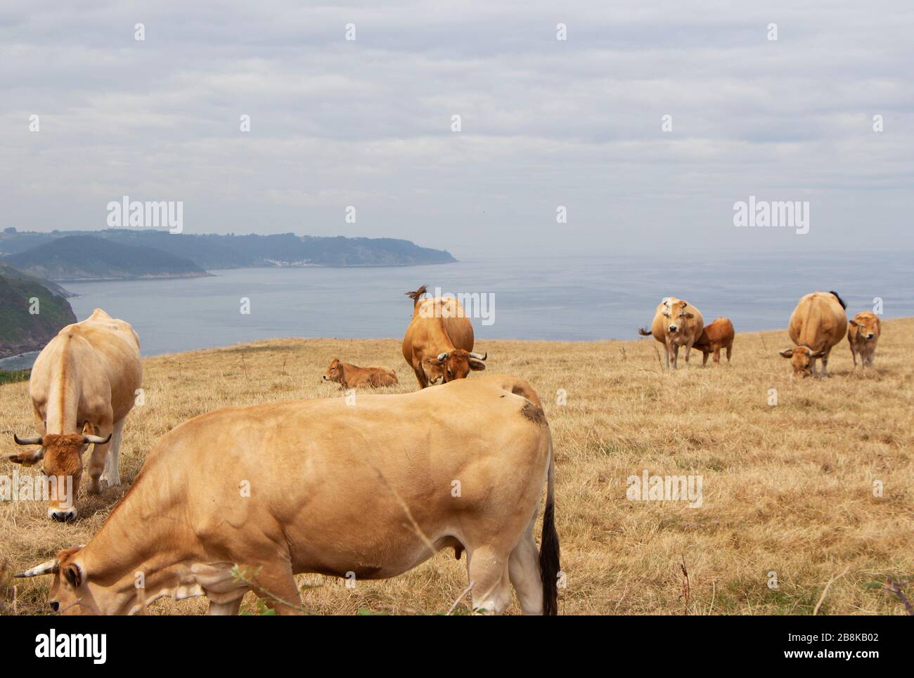 group of cows on a cliff, sea bottom Stock Photo - Alamy