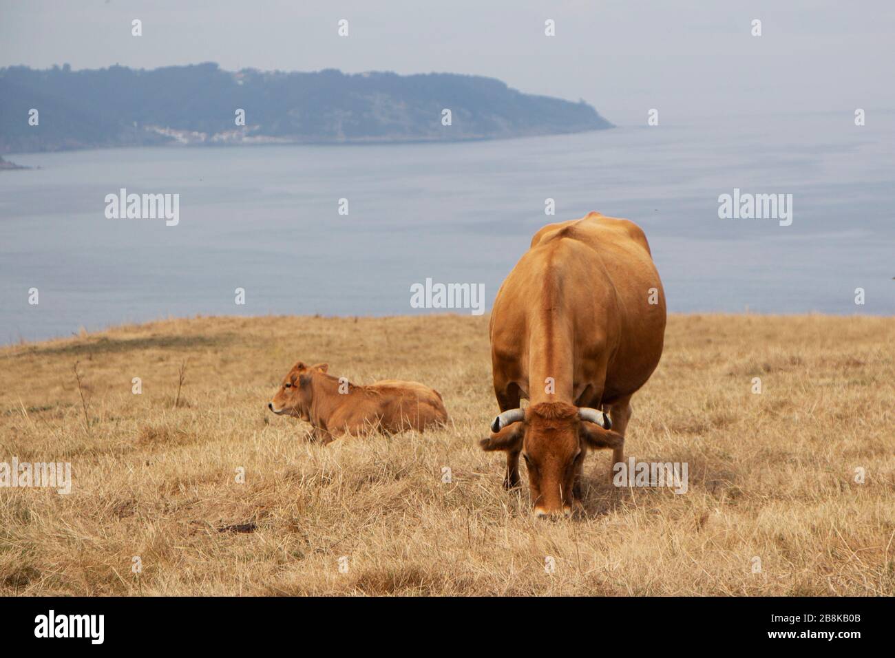 group of cows on a cliff, sea bottom Stock Photo - Alamy