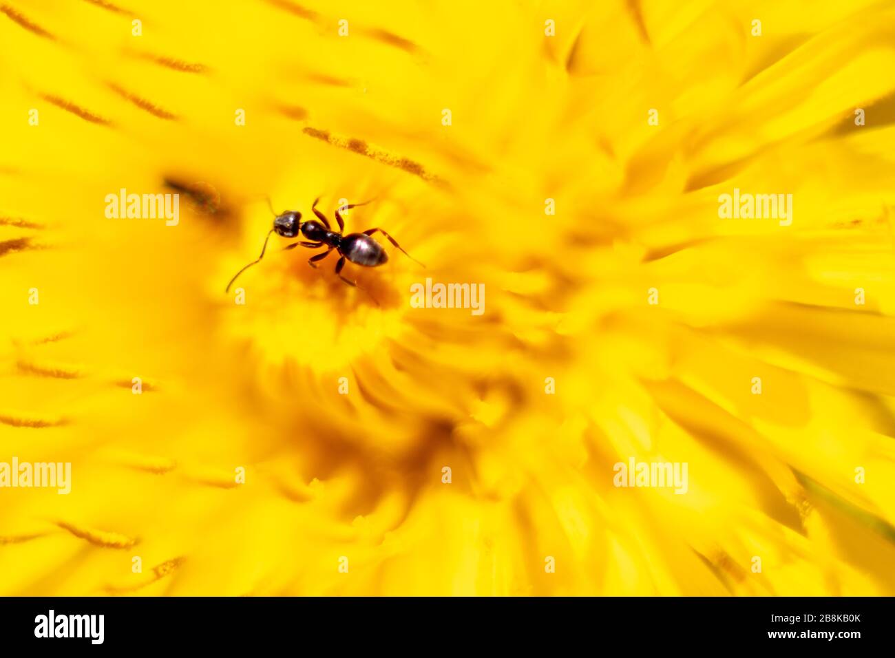 Flower ants hi-res stock photography and images - Alamy