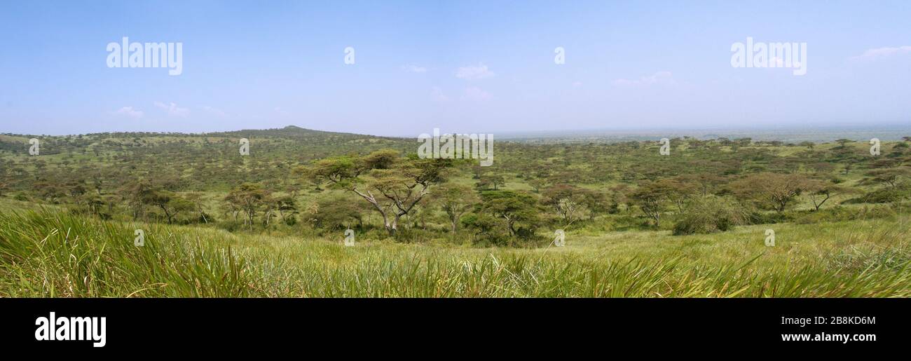 The distinctive acacia and albizia woodlands in Queen Elizabeth ...