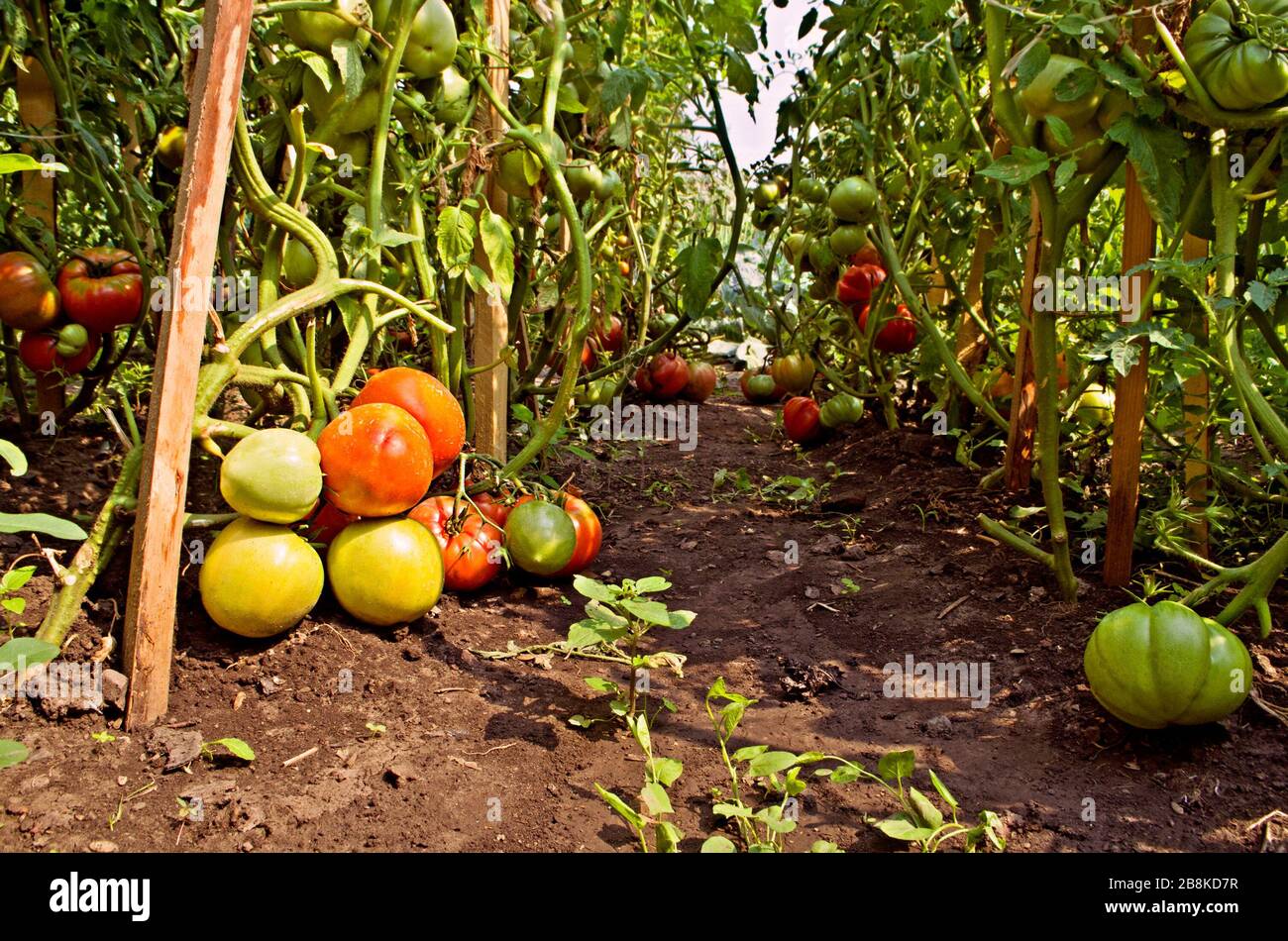 Farm of tasty red tomatoes on the bushes Stock Photo - Alamy