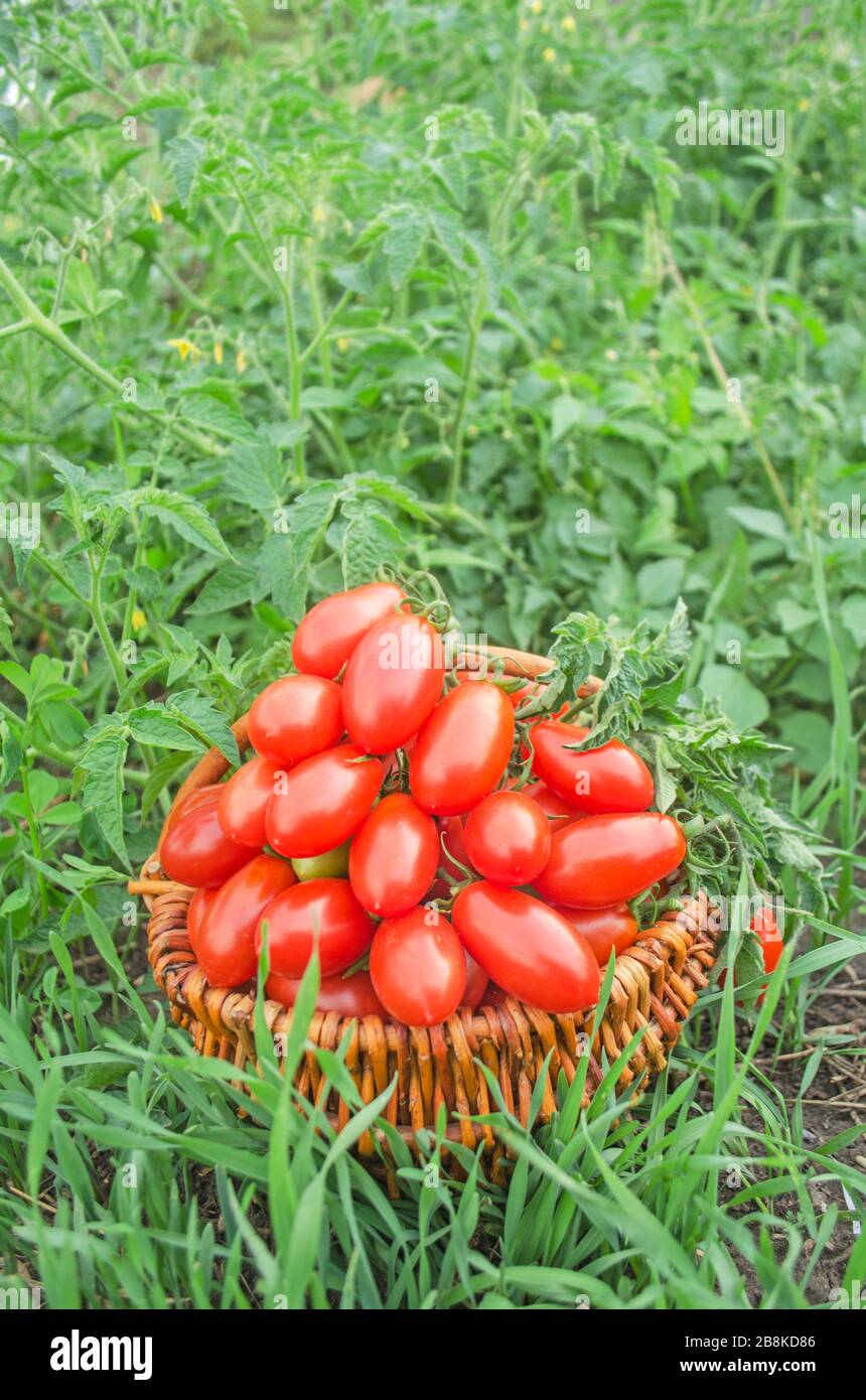 Fresh long tomato in a basket on a green background. A productive plum ...