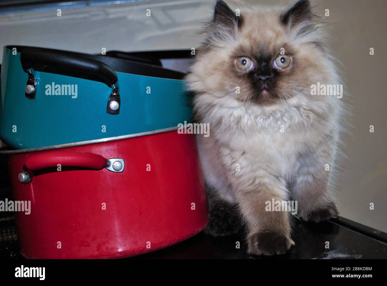 itty bitty Himalayan kitten looking nervously into the distance while ...