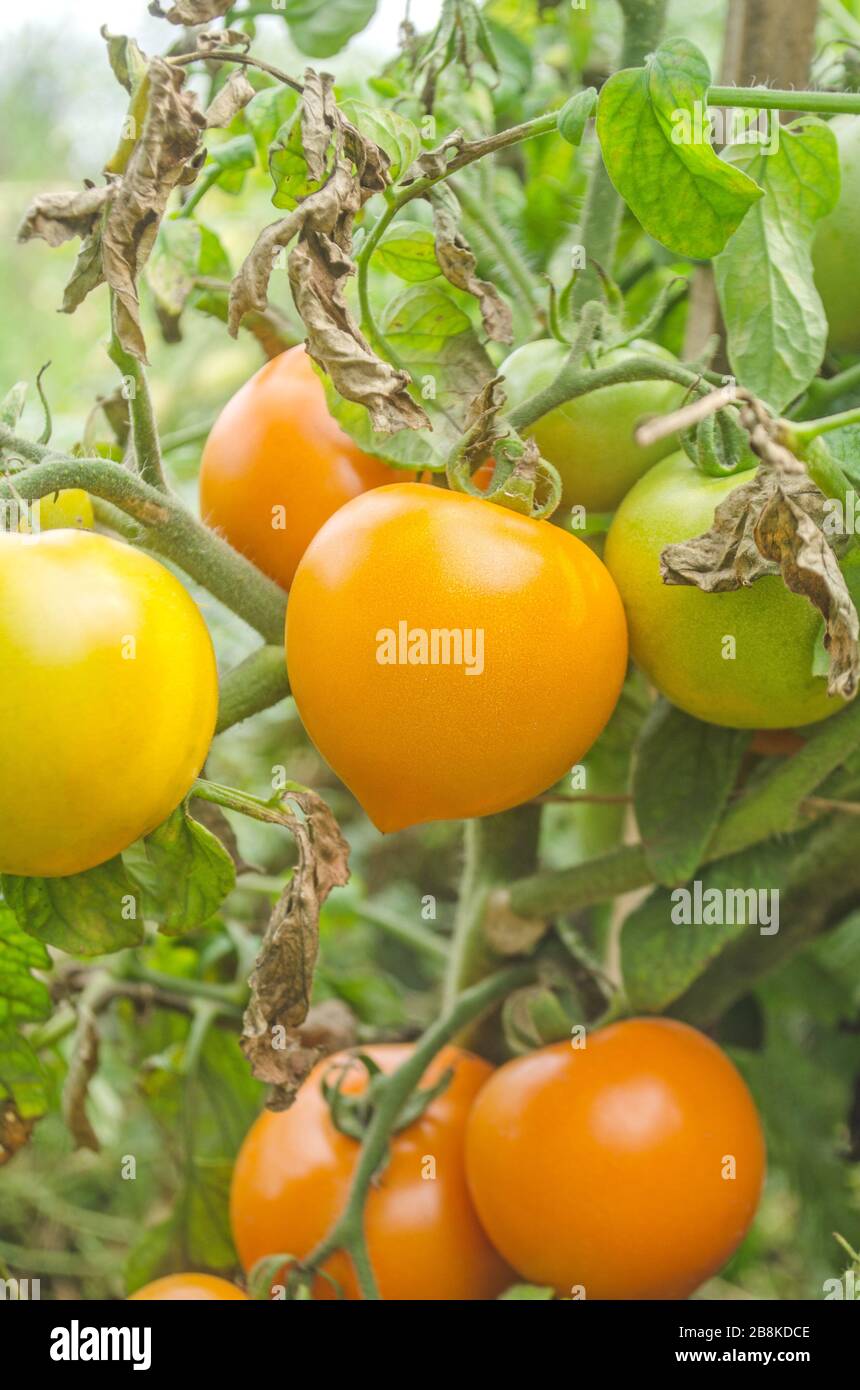 Vegetable garden with plants of yellow tomatoes Stock Photo - Alamy
