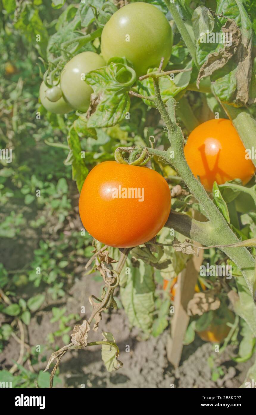 Vegetable garden with plants of yellow tomatoes Stock Photo - Alamy