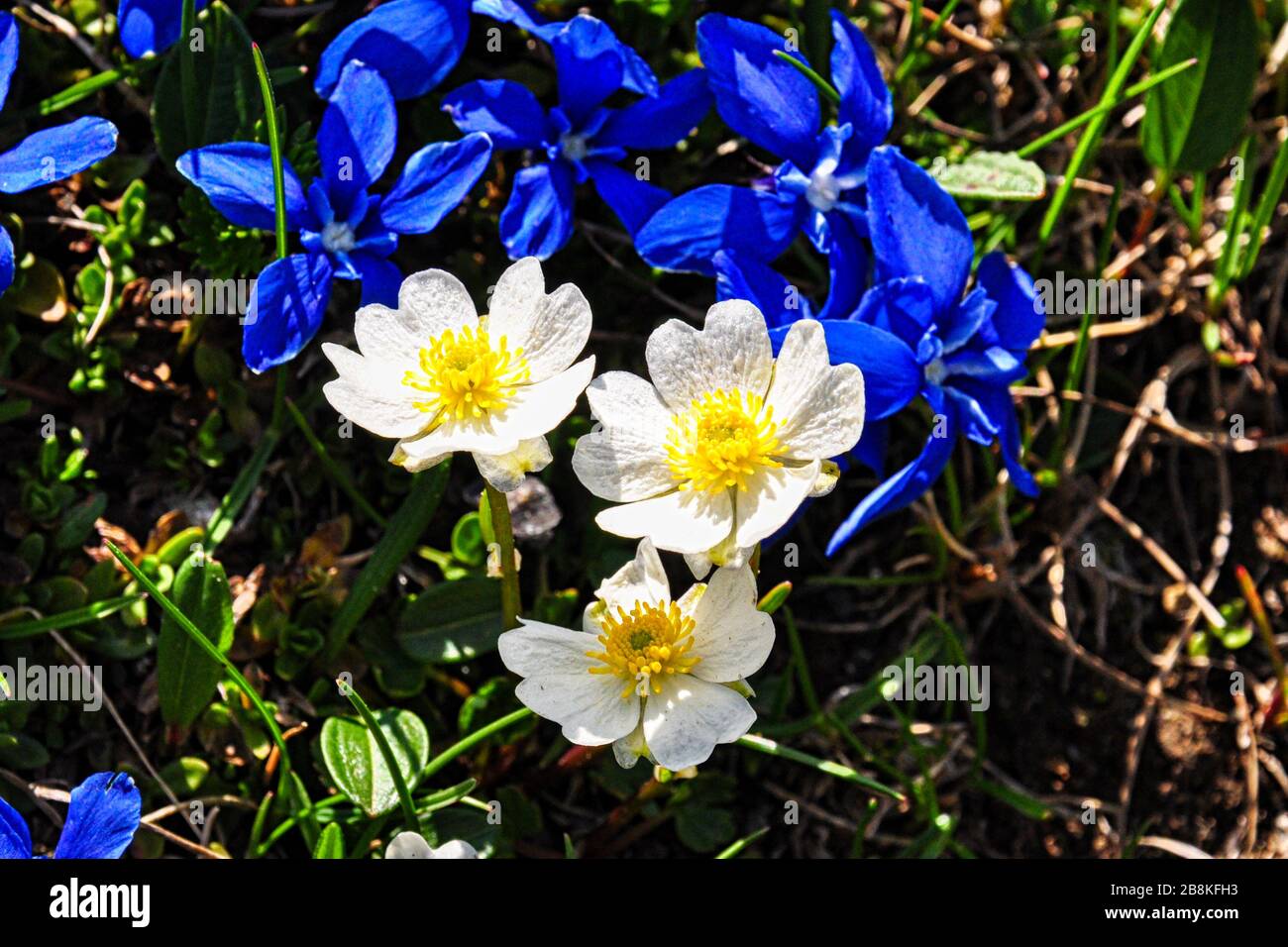 Primula veris red cowslip flower hi-res stock photography and images ...