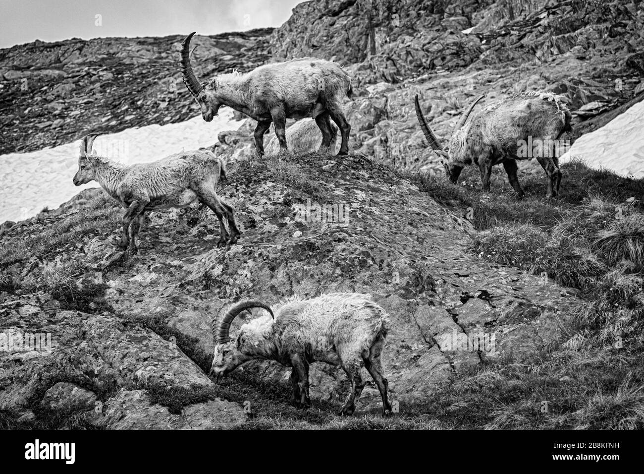 Alpine ibex Black and White Stock Photos & Images - Alamy