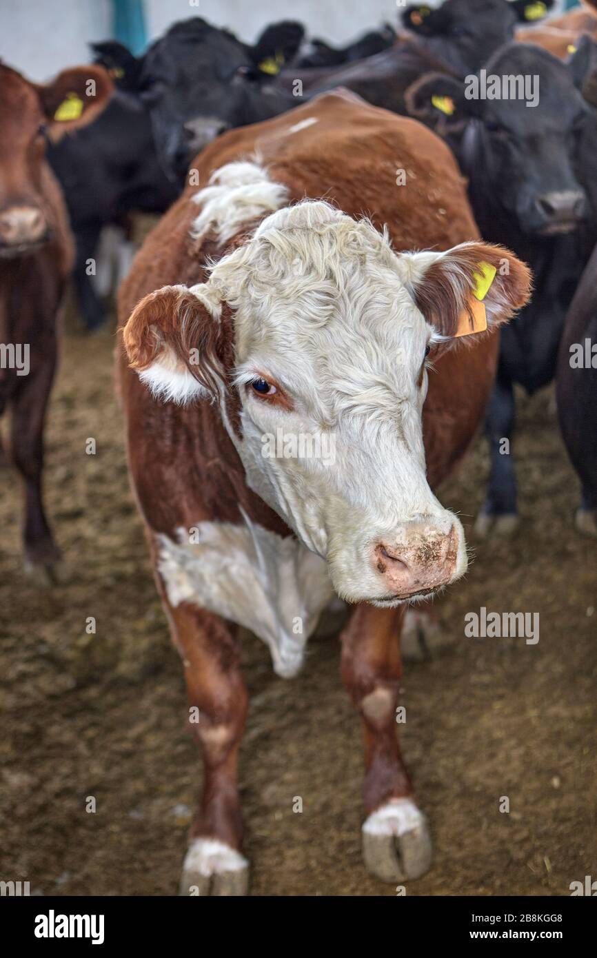 cows in moden farm Stock Photo - Alamy