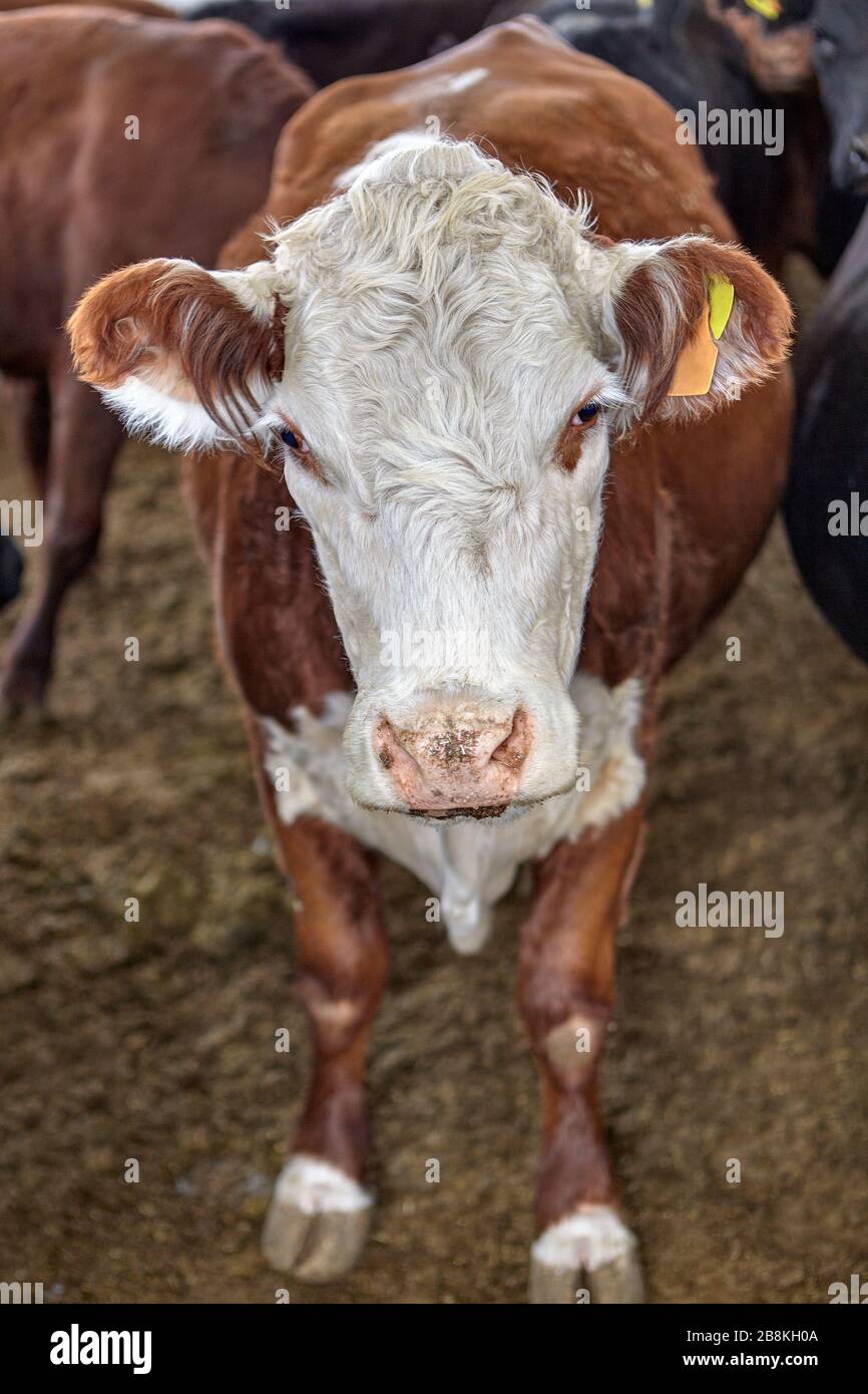 Cows cattle animal cow byre hi-res stock photography and images - Alamy