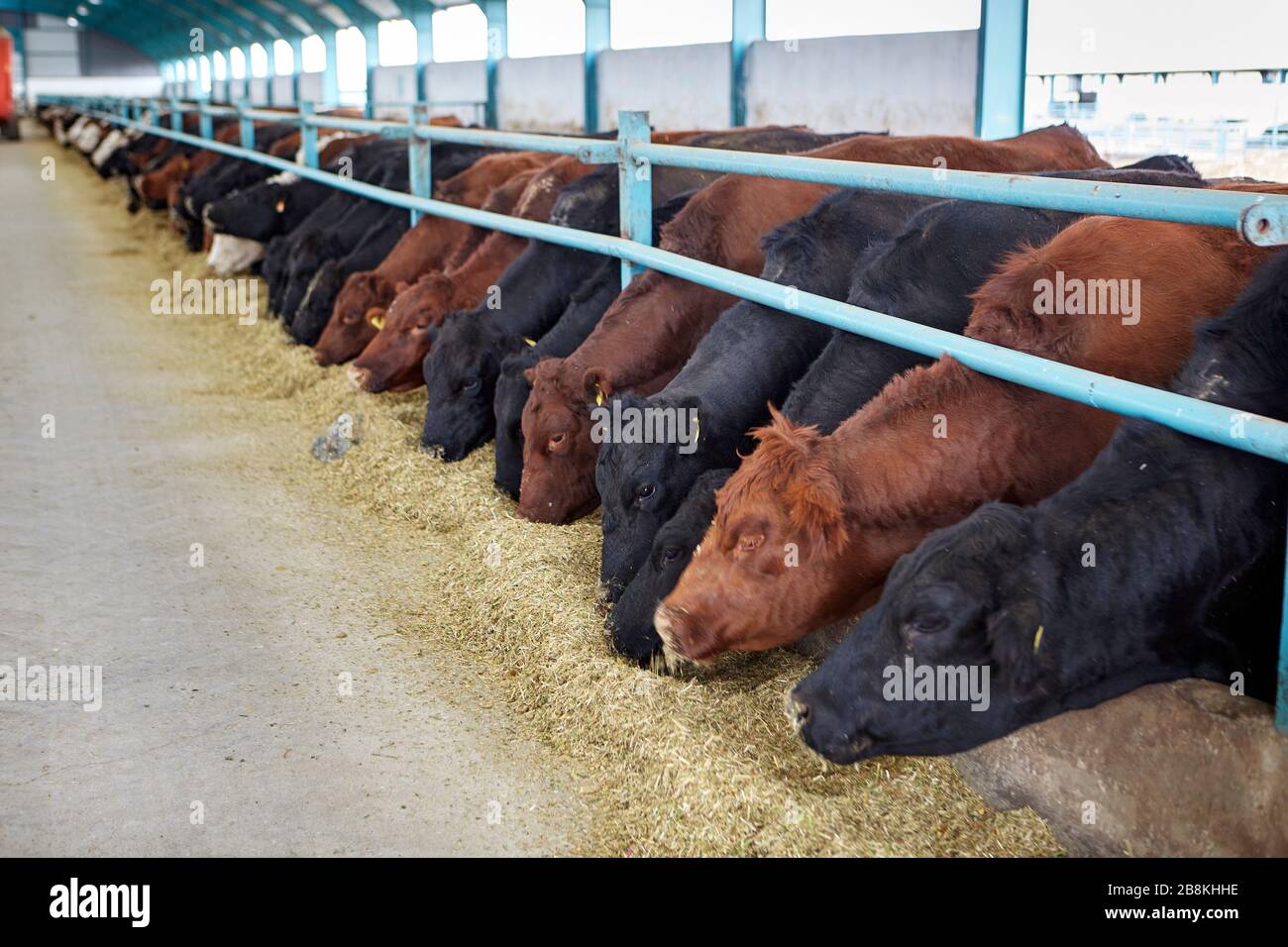 Beef cows eating hi-res stock photography and images - Alamy