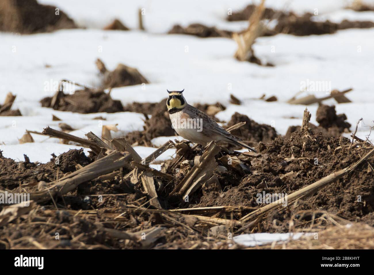 Horned Lark on earth mound in snowy harvested corn field Stock Photo ...