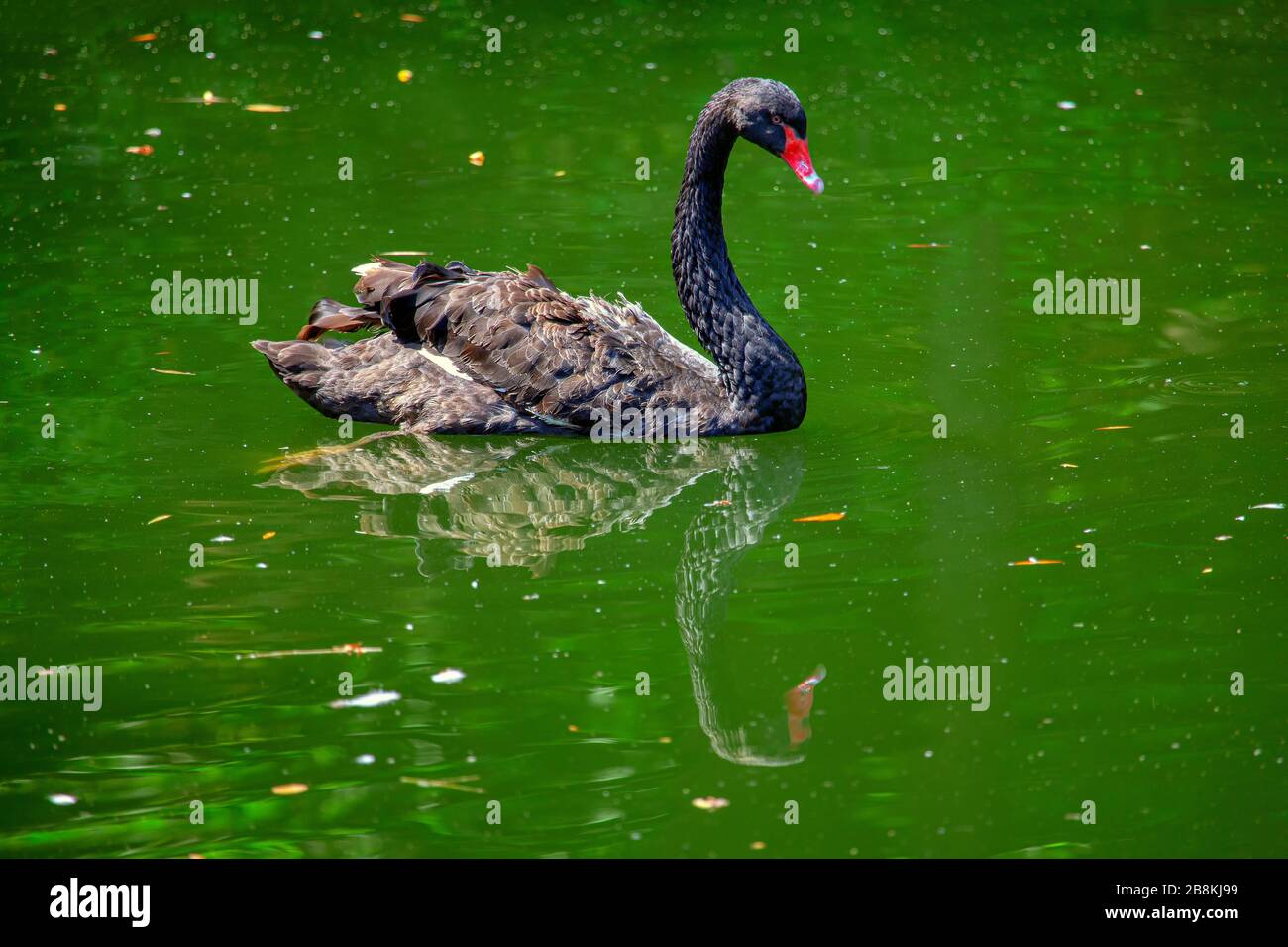 gracious black swan , rare bird species Stock Photo - Alamy