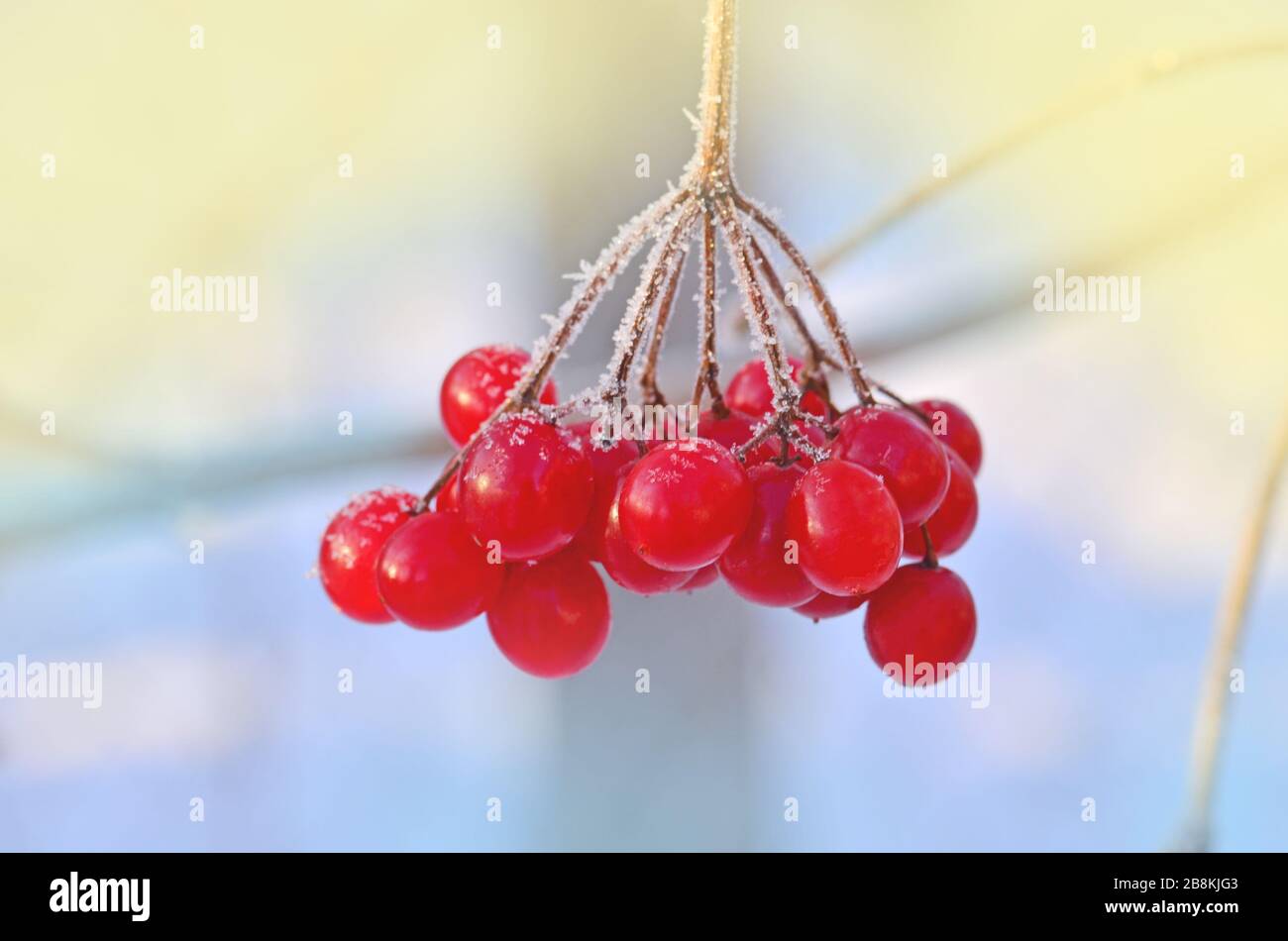 Red tassel guelder rose. Ukrainian symbol viburnum arrow wood ...