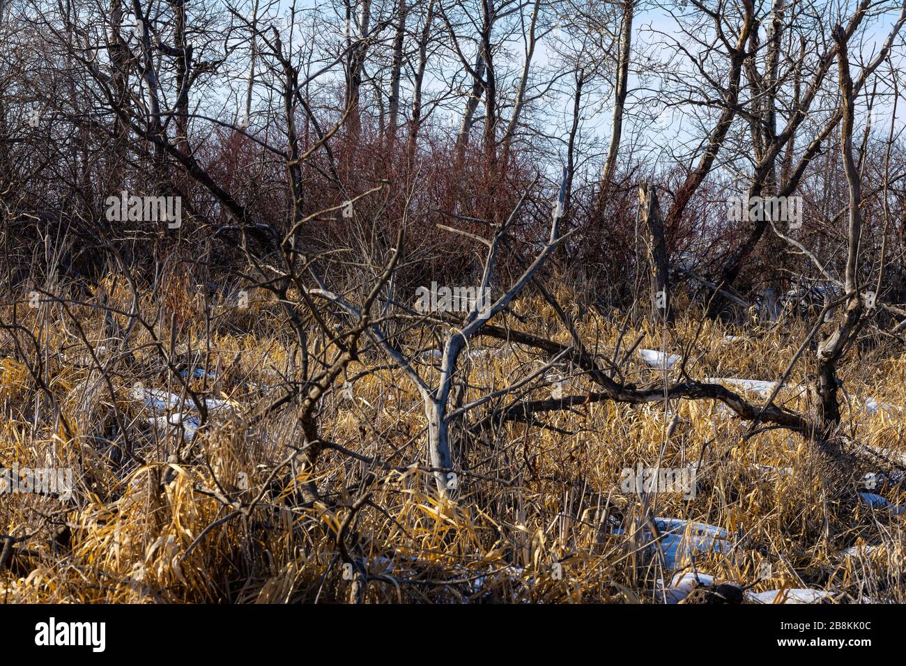 Deciduous trees waking up from a long winters hibernation while they ...