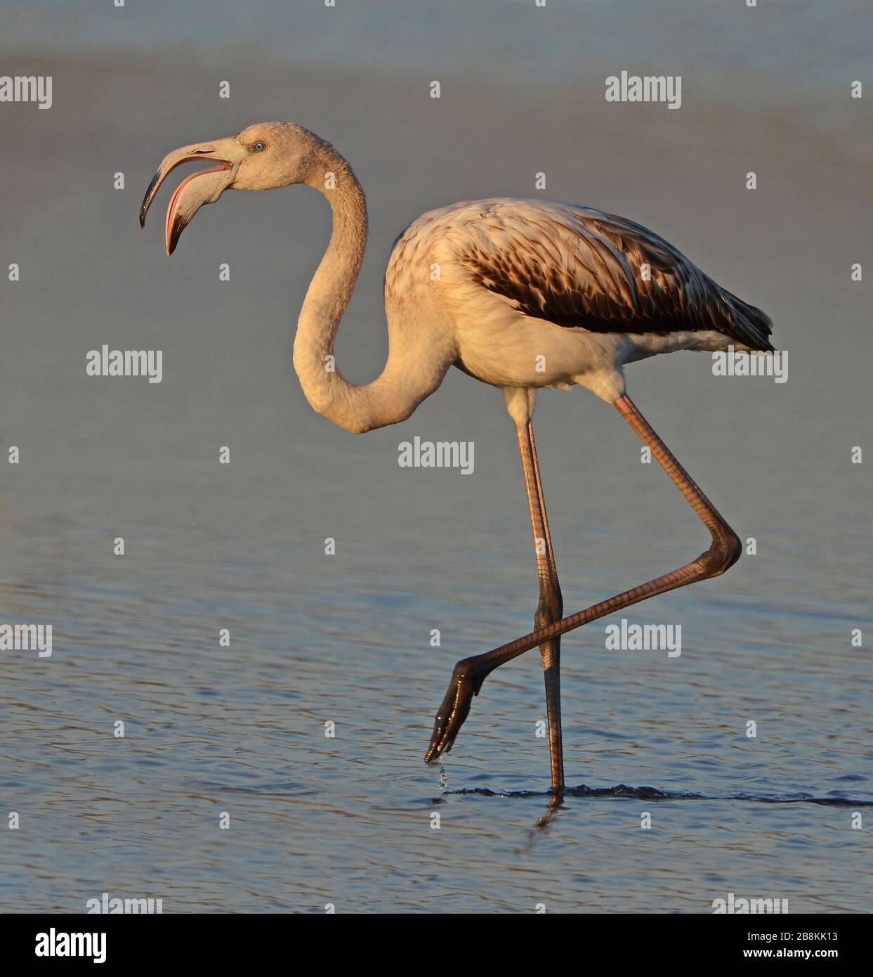 Flamingo animal bird hi-res stock photography and images - Alamy