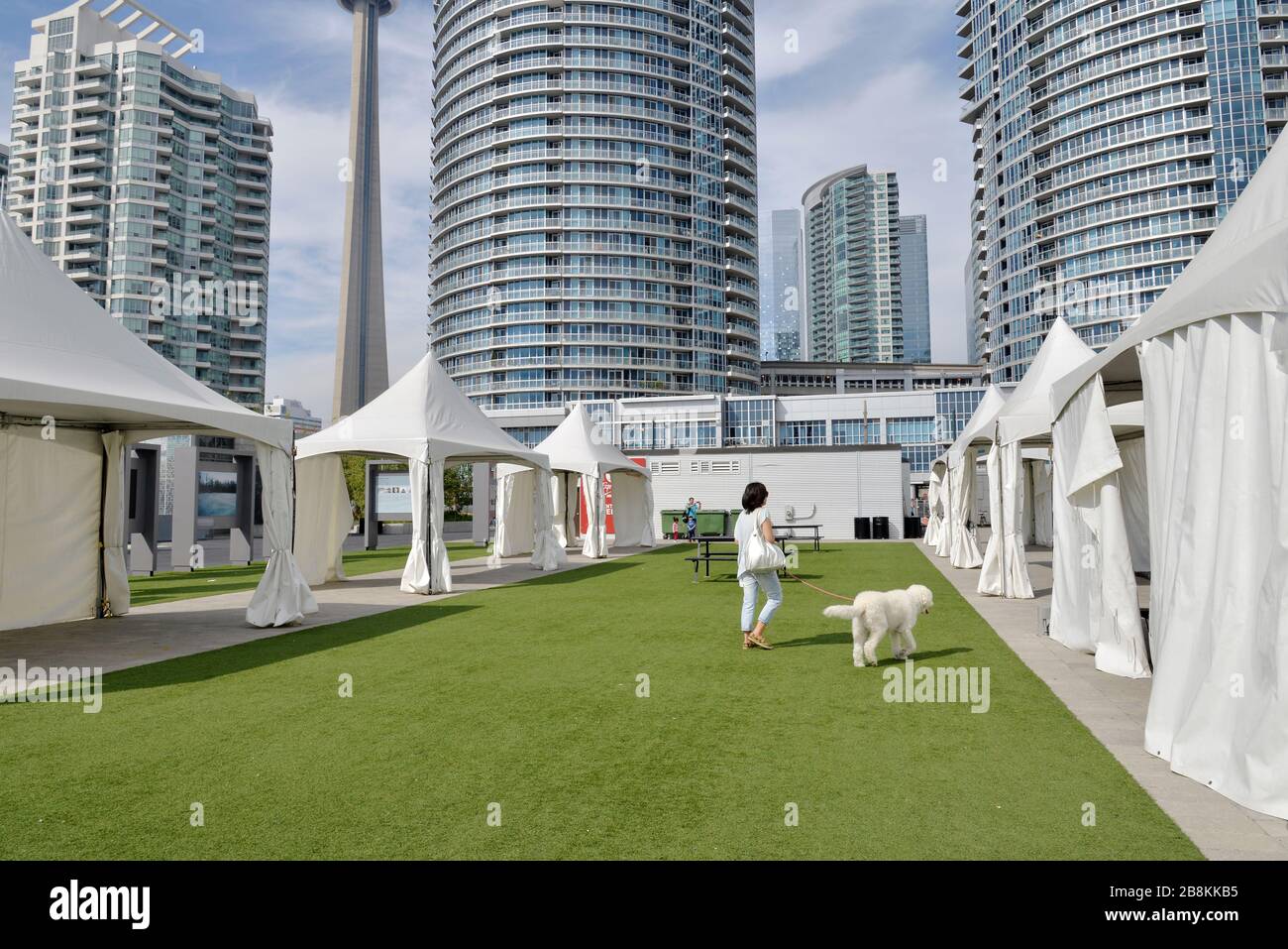 walking the dog in the park with Toronto cityscape background Stock ...