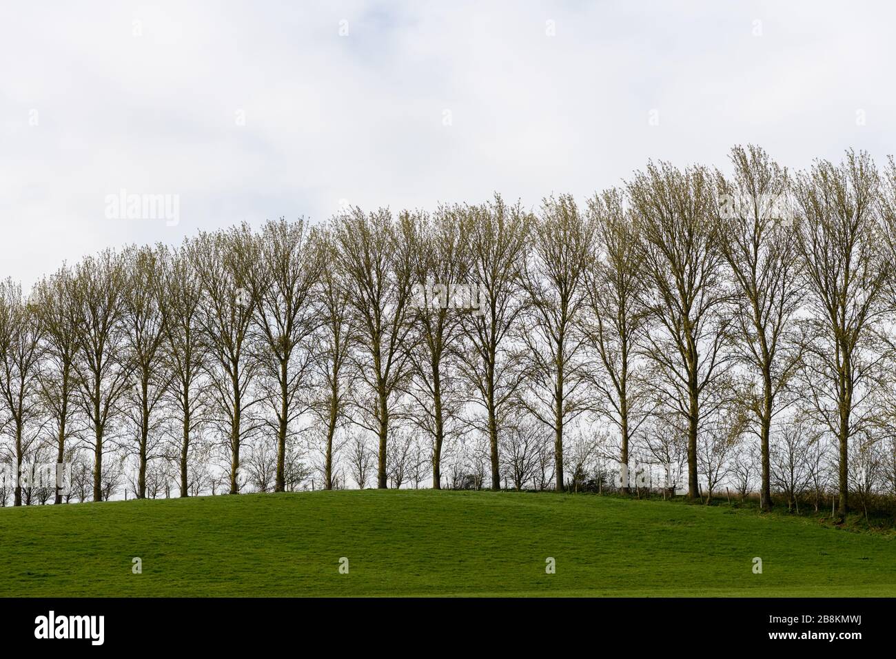 Row of trees on a hill in England Stock Photo - Alamy