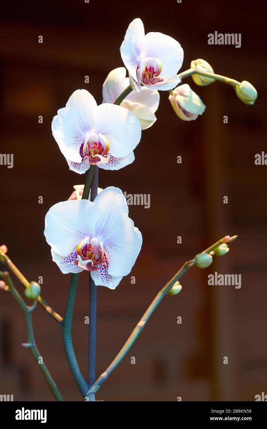 Beautiful delicate orchid flowers shot in soft light Stock Photo - Alamy